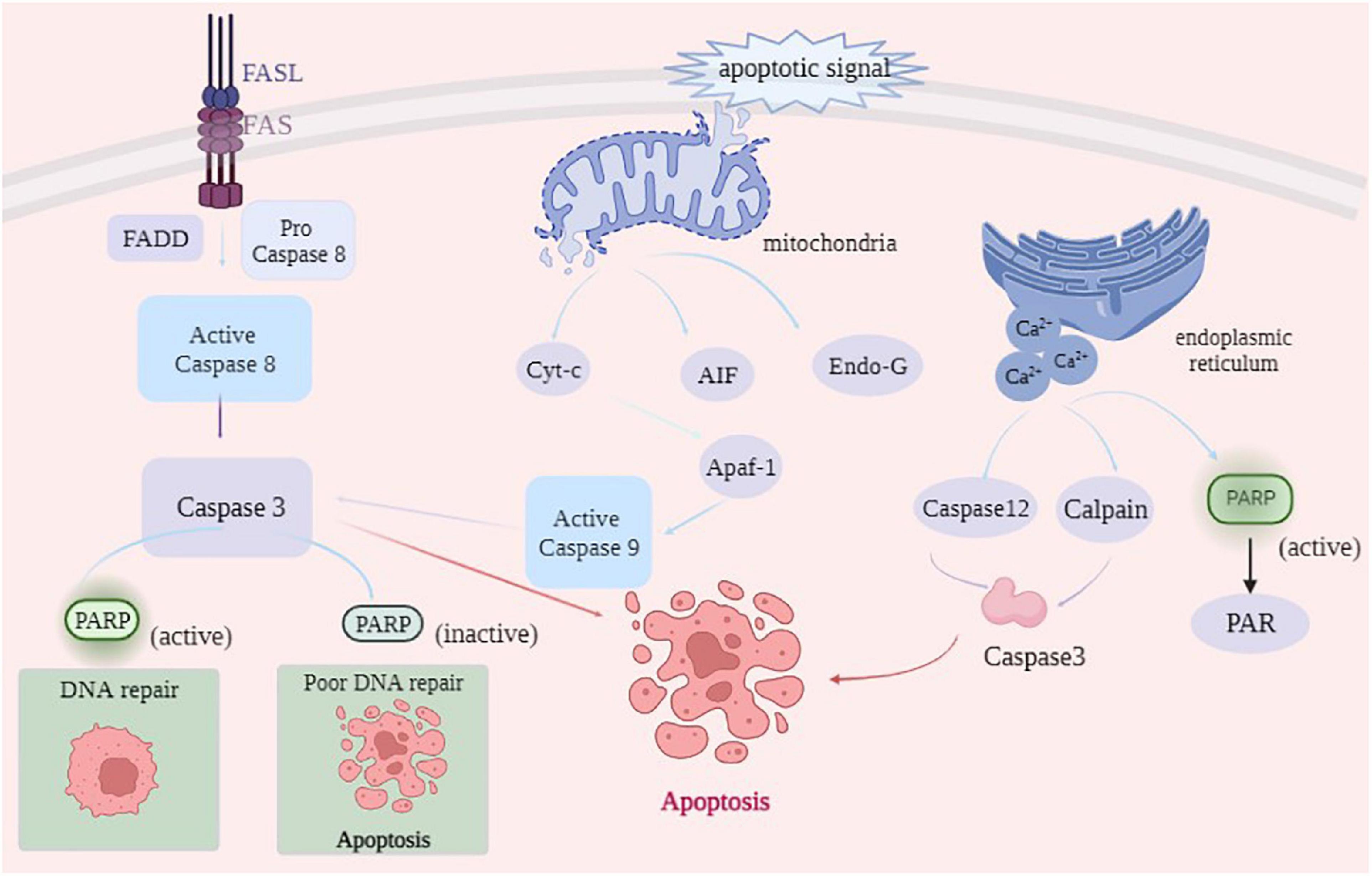 Frontiers Biological Function Mediate Cell Death Pathway And Their