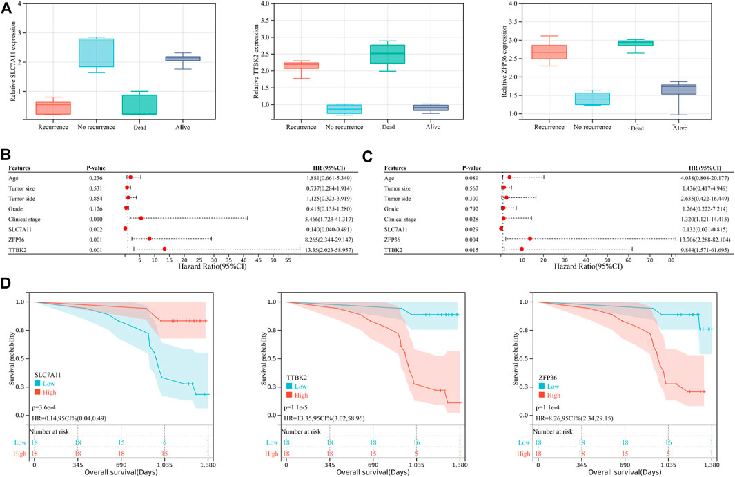 Frontiers Construction And Validation Of A Novel Ferroptosis Related