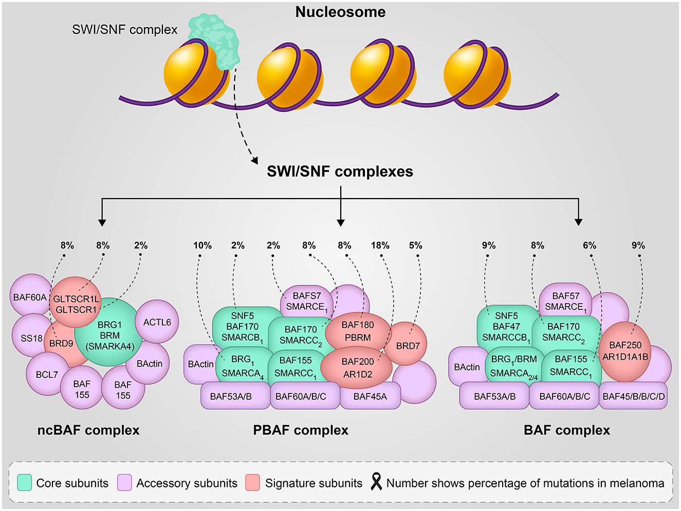 Frontiers Swi Snf Complex Promising Target In Melanoma Therapy
