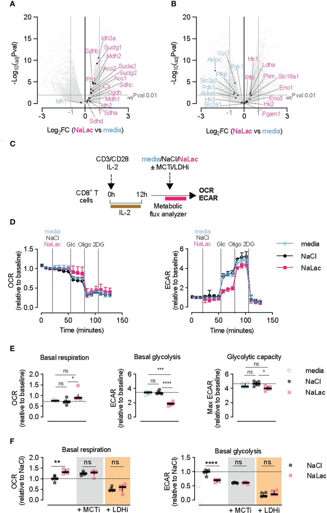 Frontiers Lactate Exposure Shapes The Metabolic And Transcriptomic