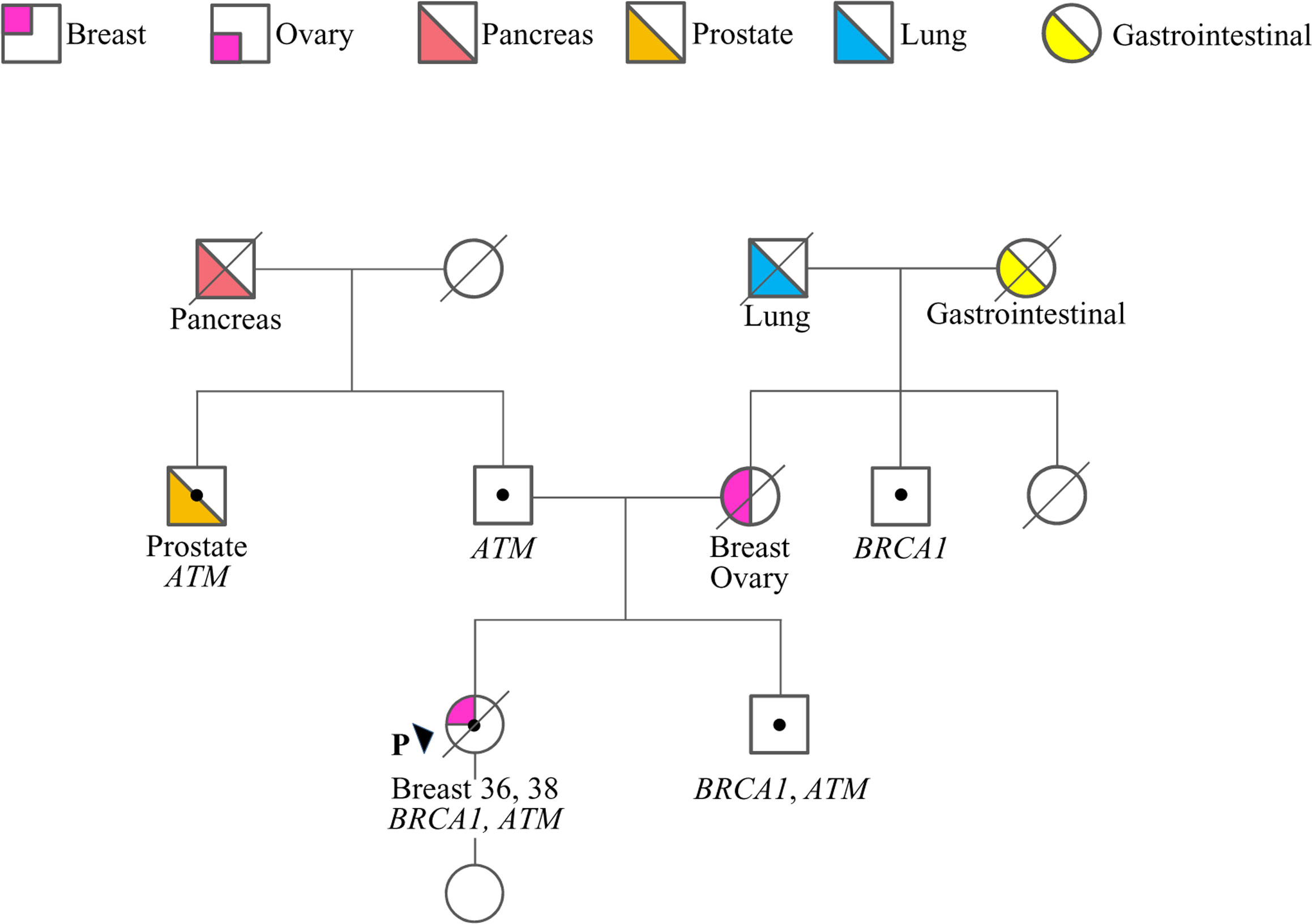 Frontiers | A novel BRCA1 splicing variant detected in an early onset triple-negative breast ...