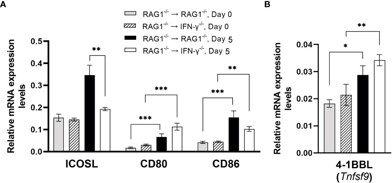 Frontiers Ifn γ Production By Brain Resident Cells Activates Cerebral