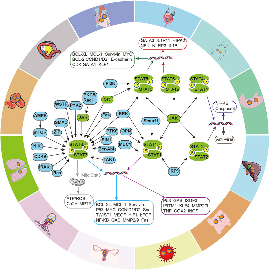 Frontiers JAK/STAT Pathway: Extracellular Signals,, 57% OFF Frontiers JAK/STAT Pathway: Extracellular Signals,, 57% OFF