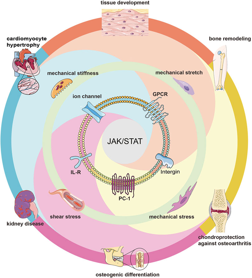 Frontiers JAK/STAT Pathway: Extracellular Signals,, 57% OFF Frontiers JAK/STAT Pathway: Extracellular Signals,, 57% OFF