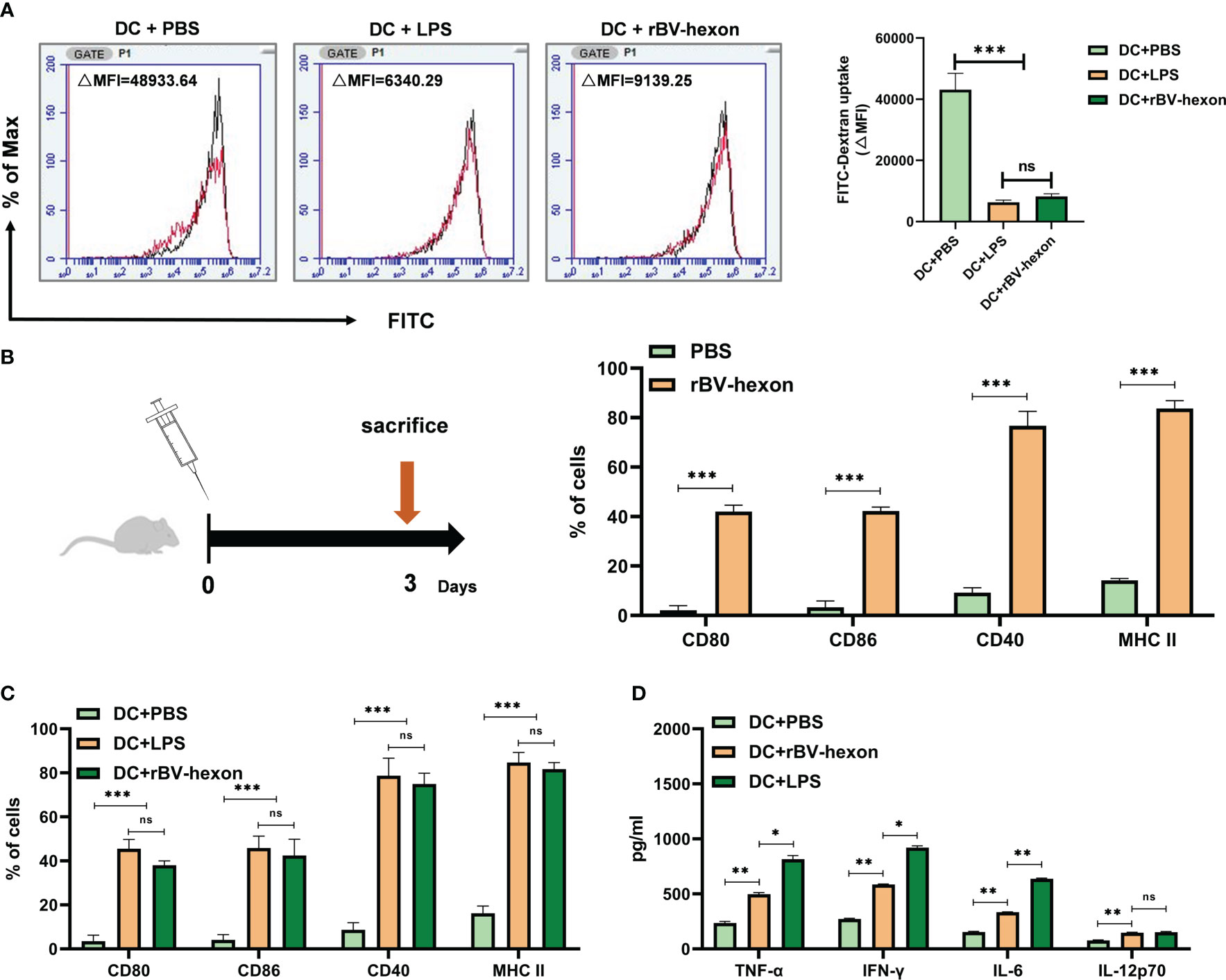 Frontiers Human Adenovirus Type 7 Subunit Vaccine Induces Dendritic