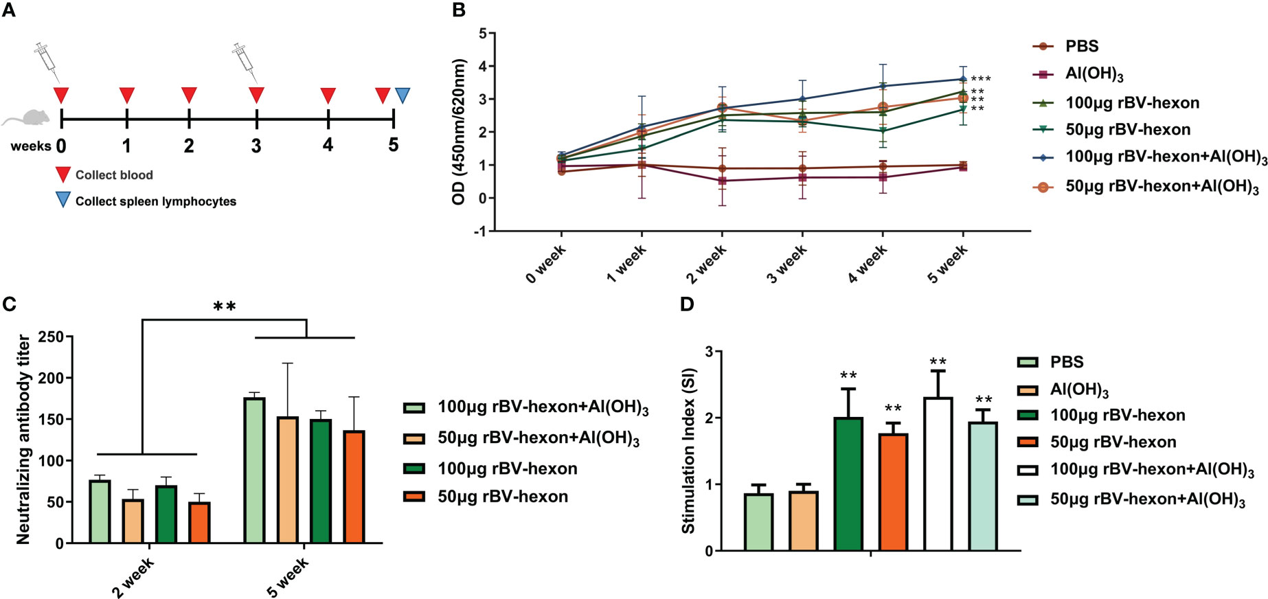 Frontiers Human Adenovirus Type 7 Subunit Vaccine Induces Dendritic