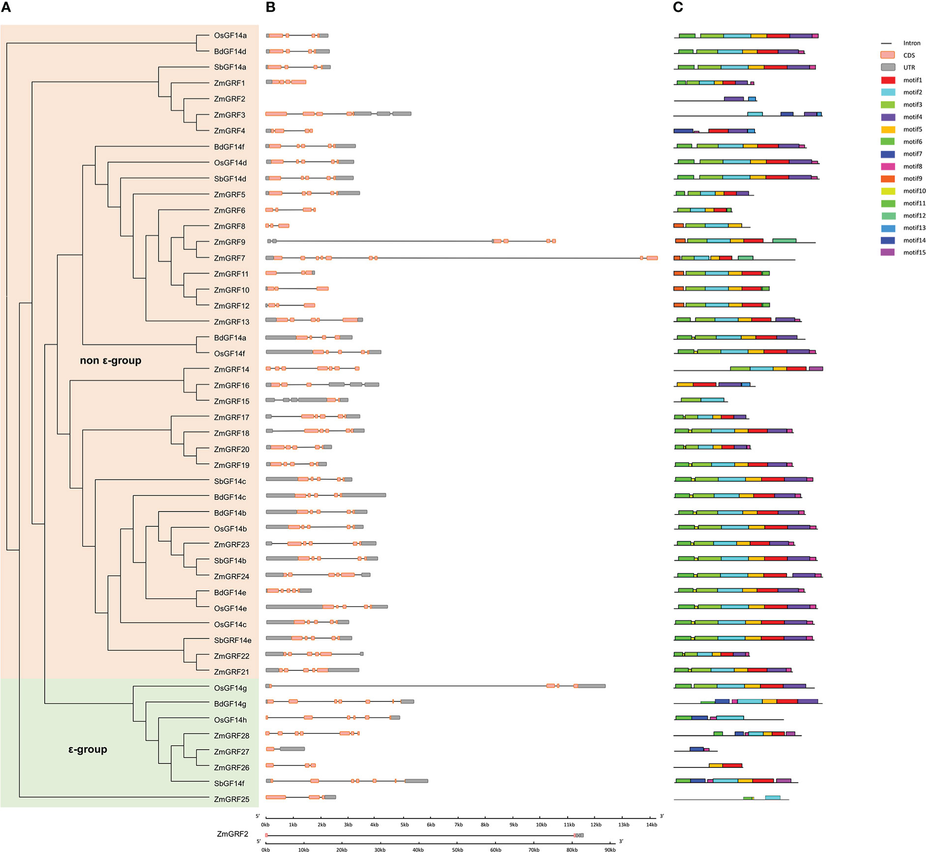 Frontiers Genome wide Analysis Of 14 3 3 Gene Family In Four