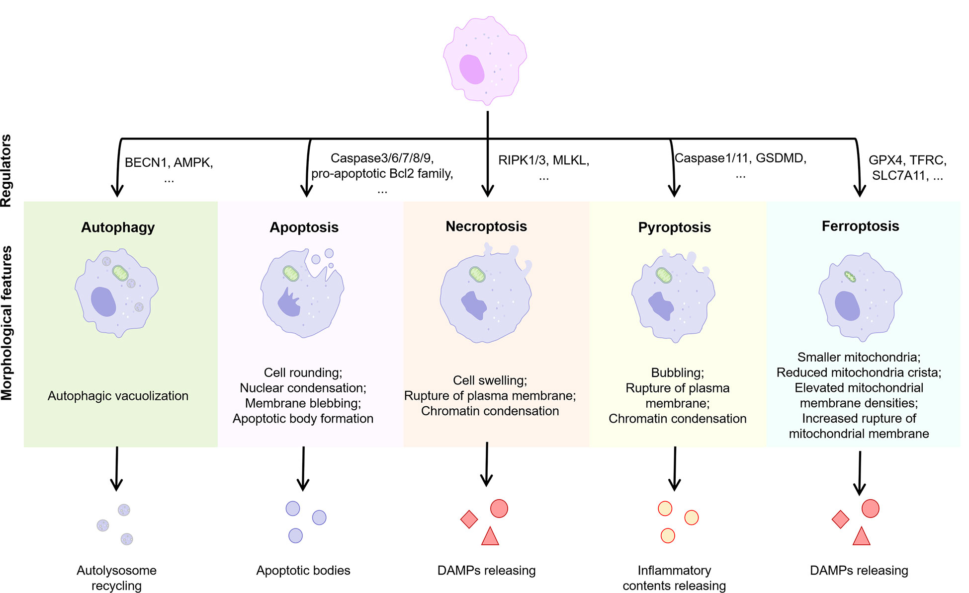 Frontiers Programmed Cell Death And Lipid Metabolism Of Macrophages