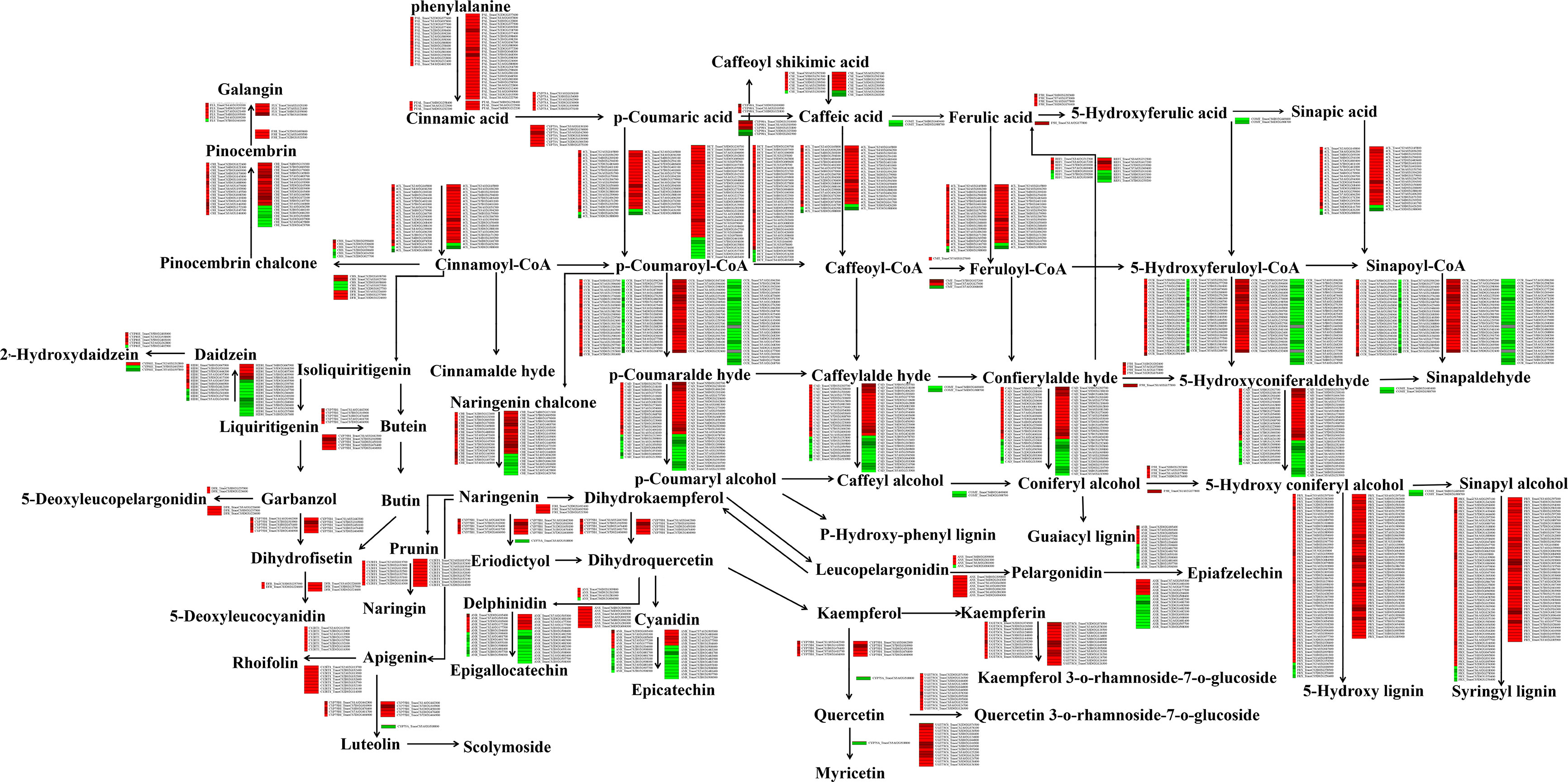 Frontiers Comparative Transcriptomic Analysis And Functional