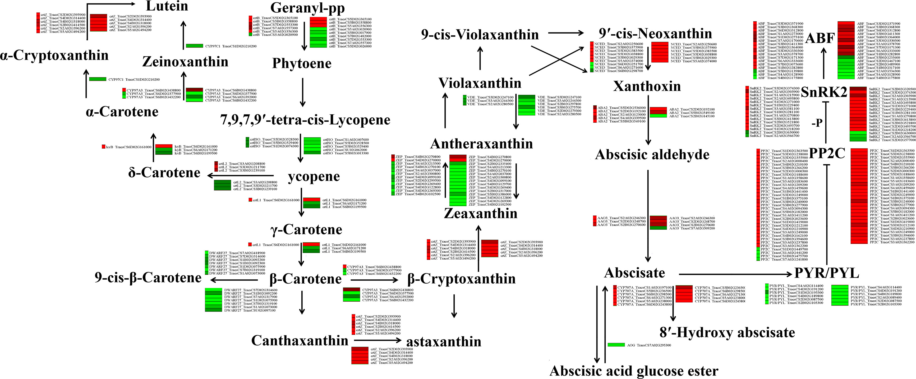 Frontiers Comparative Transcriptomic Analysis And Functional