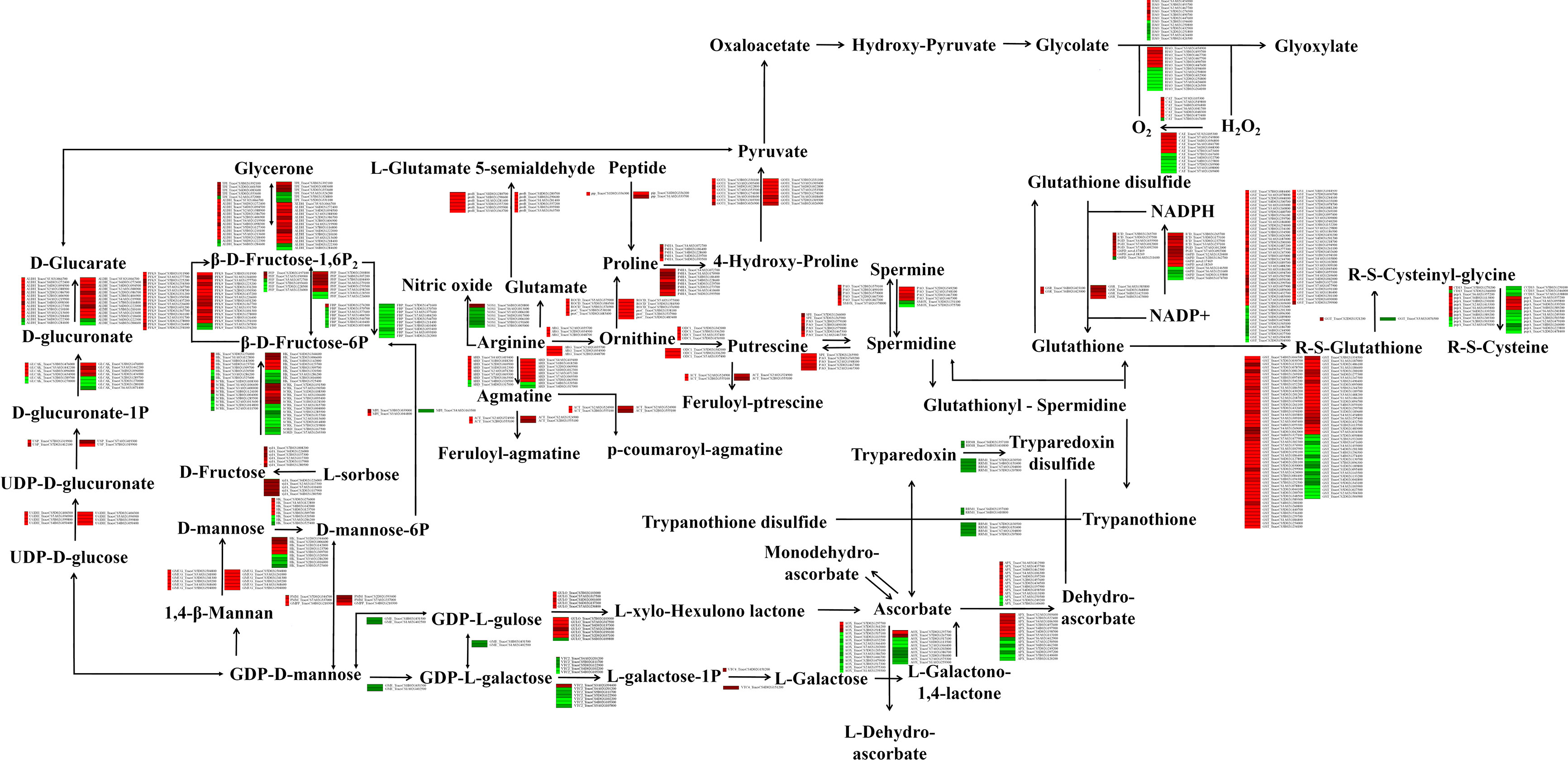 Frontiers Comparative Transcriptomic Analysis And Functional