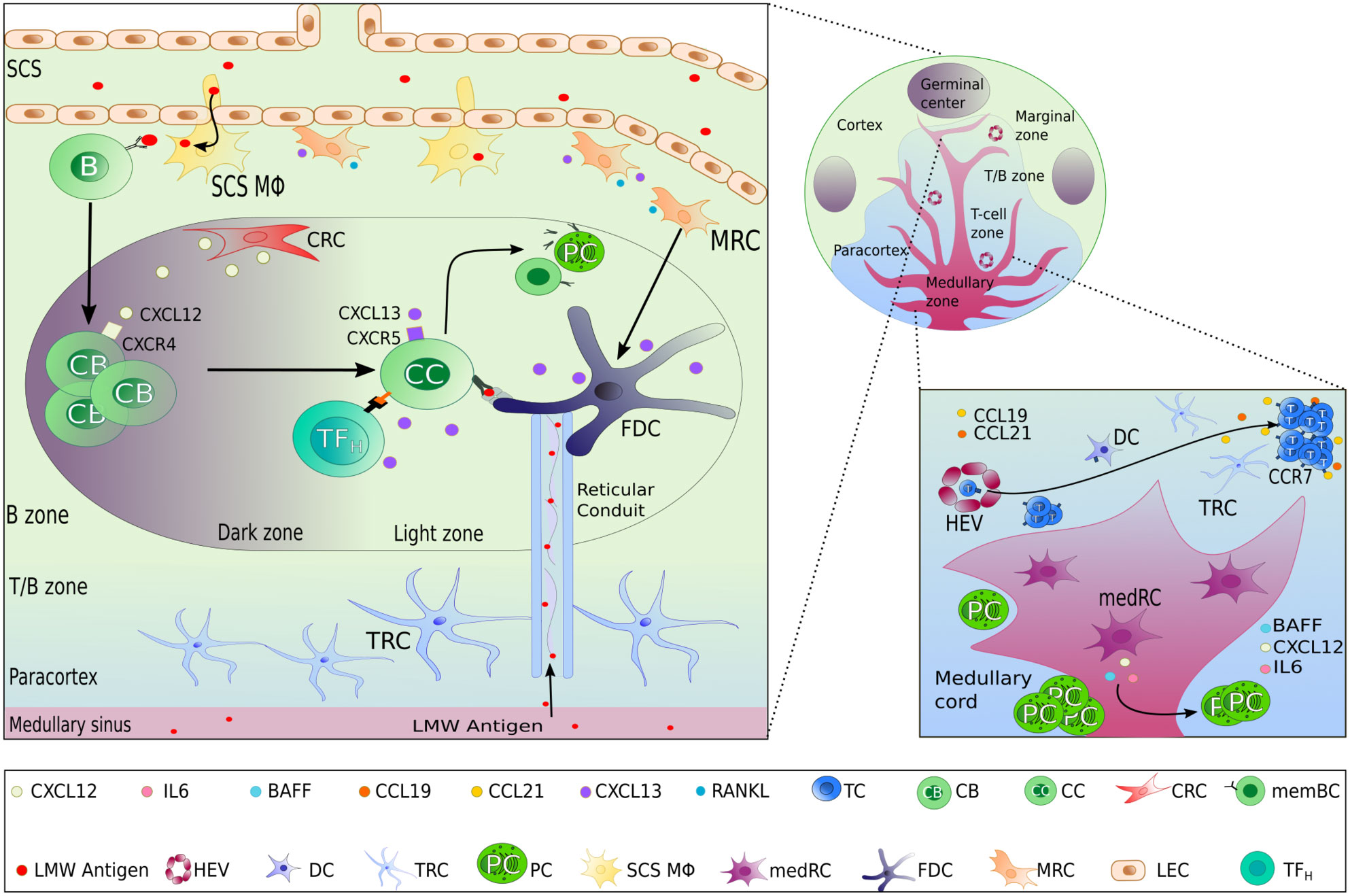 Frontiers Lymphoid Stromal Cells Potential Implications For The Frontiers Lymphoid Stromal Cells Potential Implications For The