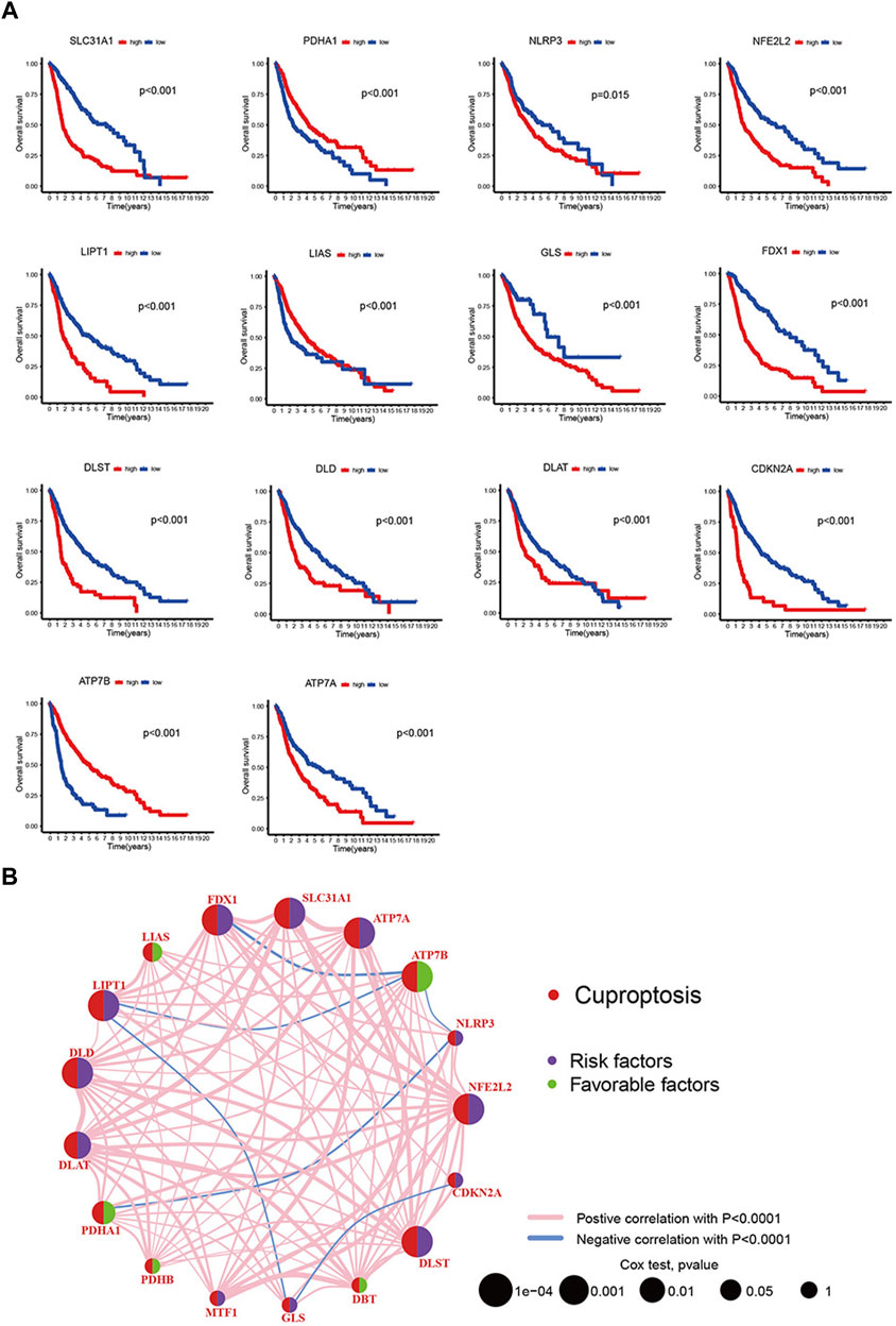 Frontiers Identification Of Cuproptosis Related Subtypes And The