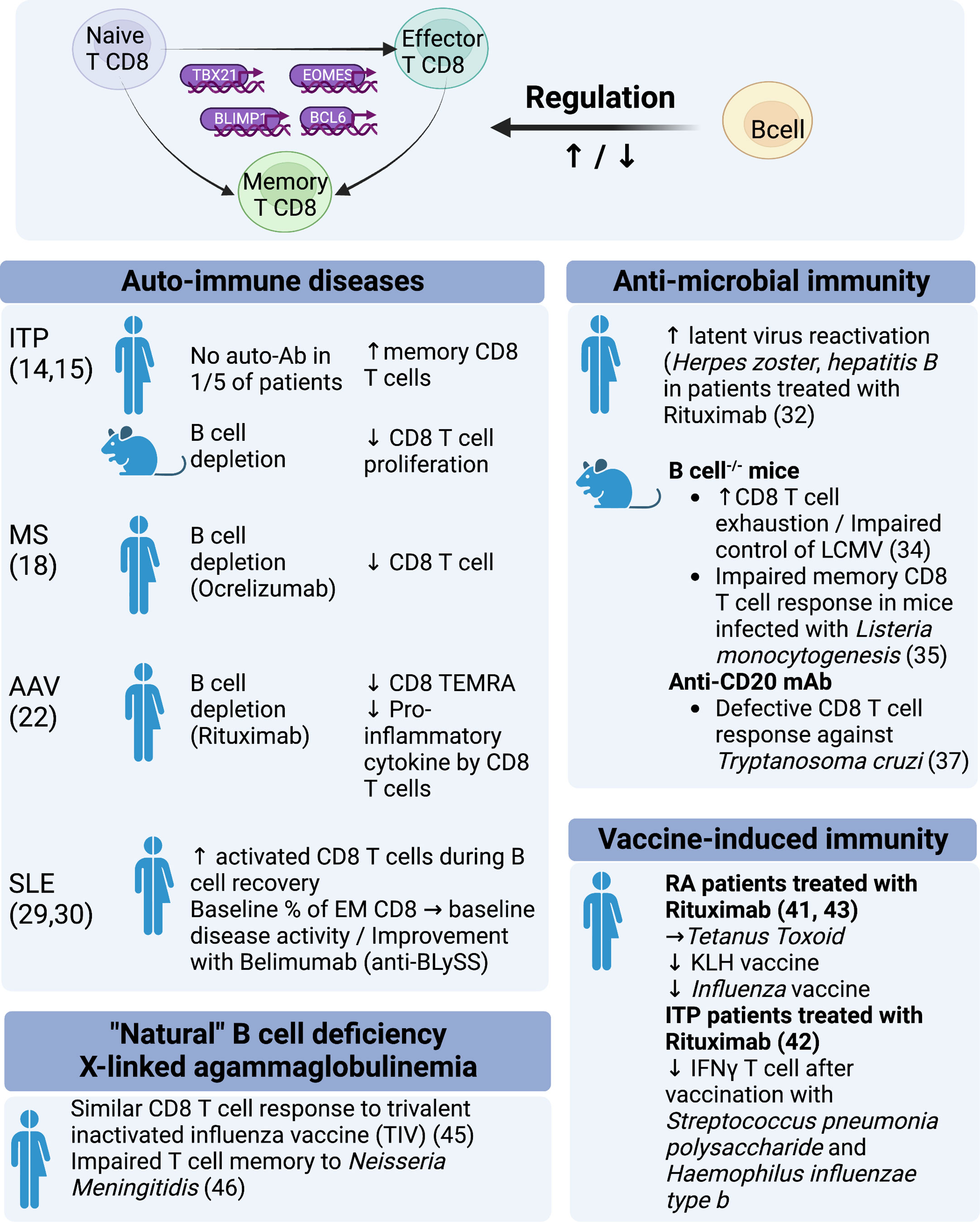 Frontiers Regulation Of Cd8 T Cell By B Cells A Narrative Review