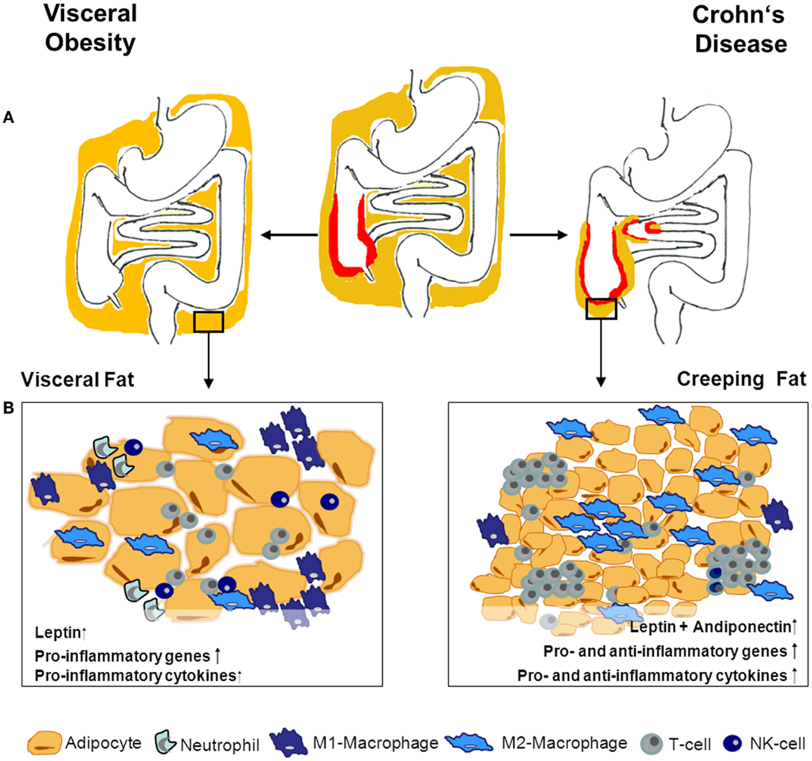 Frontiers Adipose Tissue And Intestinal Inflammation Visceral