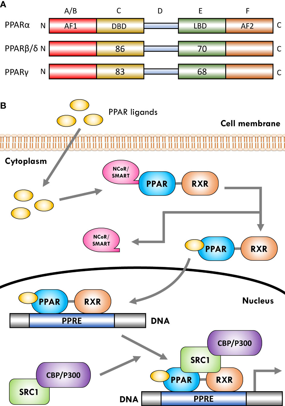 Frontiers | The role of peroxisome proliferator-activated receptors in the modulation of ...