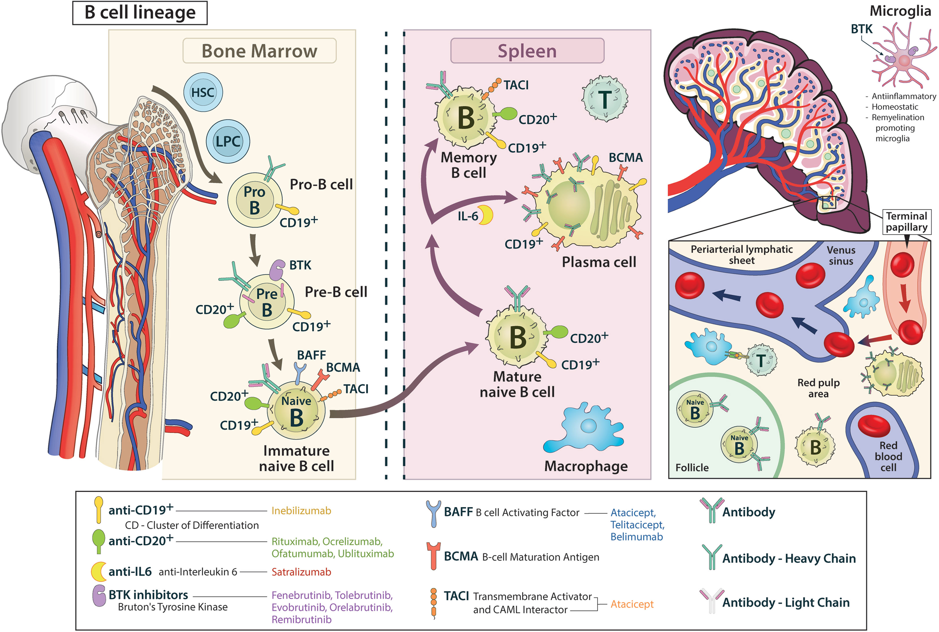 Frontiers B Cell Targeted Therapies In Inflammatory Autoimmune
