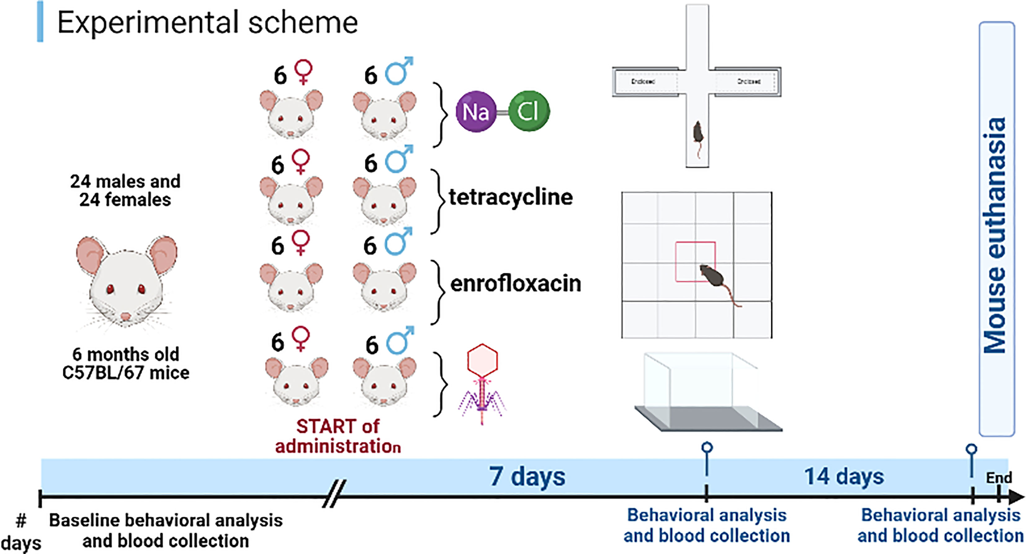 Frontiers Sex Dependent Differences In Behavioral And Immunological