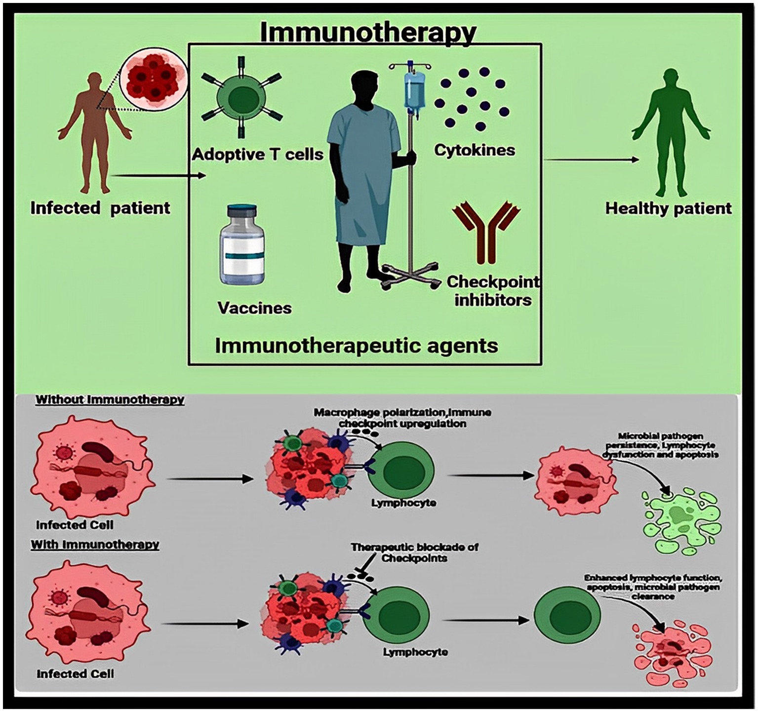 Frontiers | Immunotherapies against human bacterial and fungal infectious diseases: A review