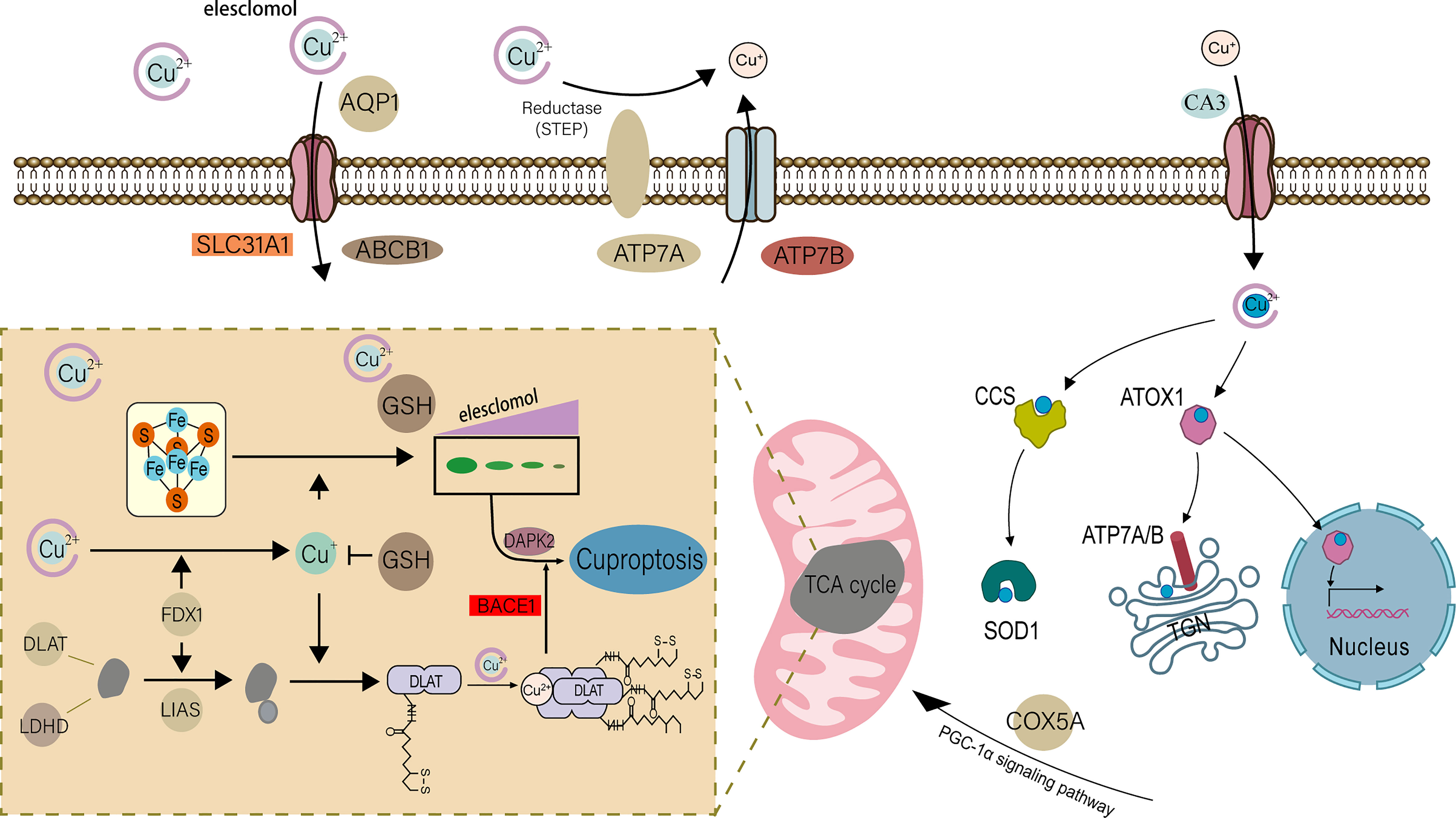 Frontiers Identification Of Cuproptosis Associated Subtypes And