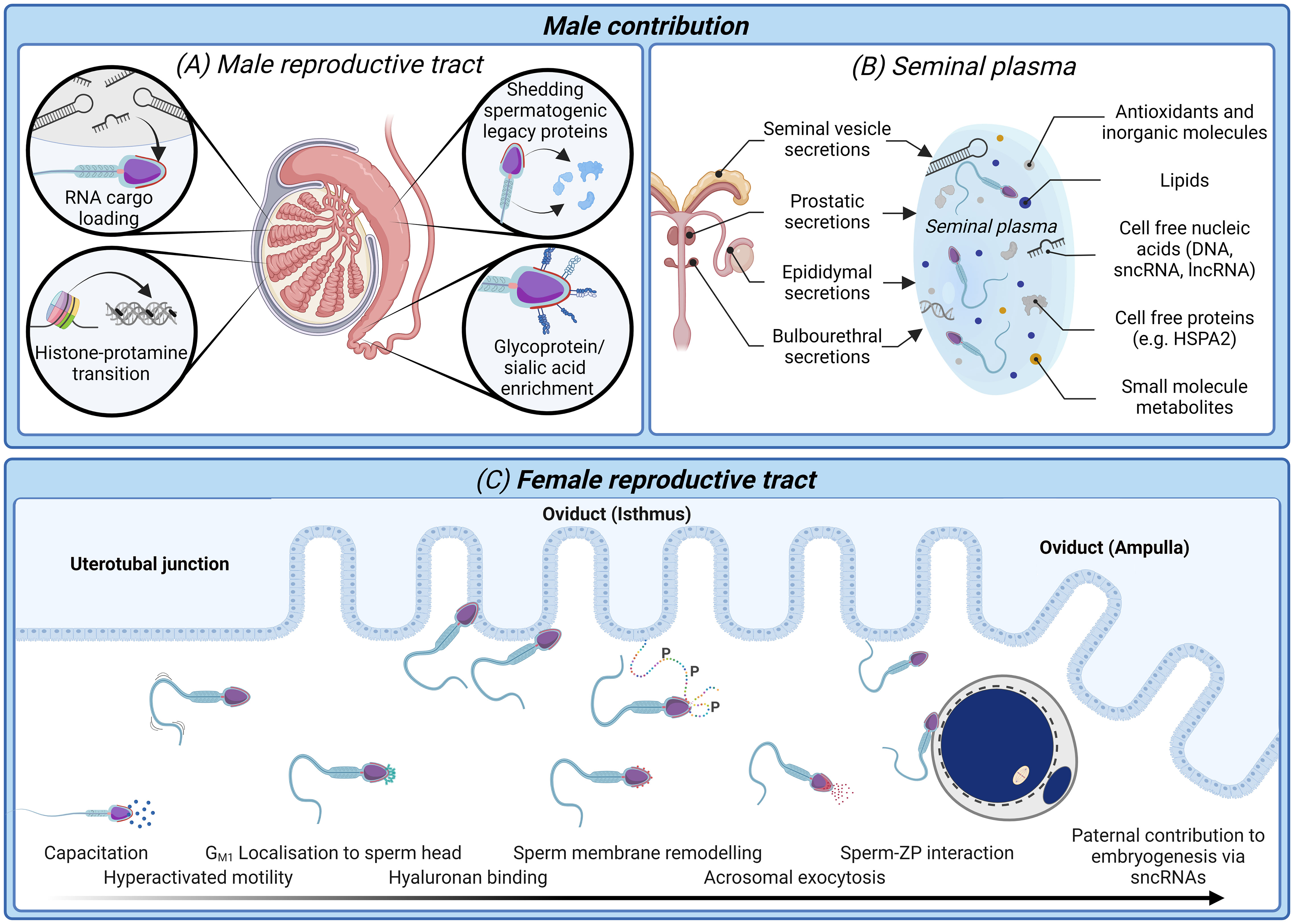 Frontiers New Horizons In Human Sperm Selection For Assisted Reproduction