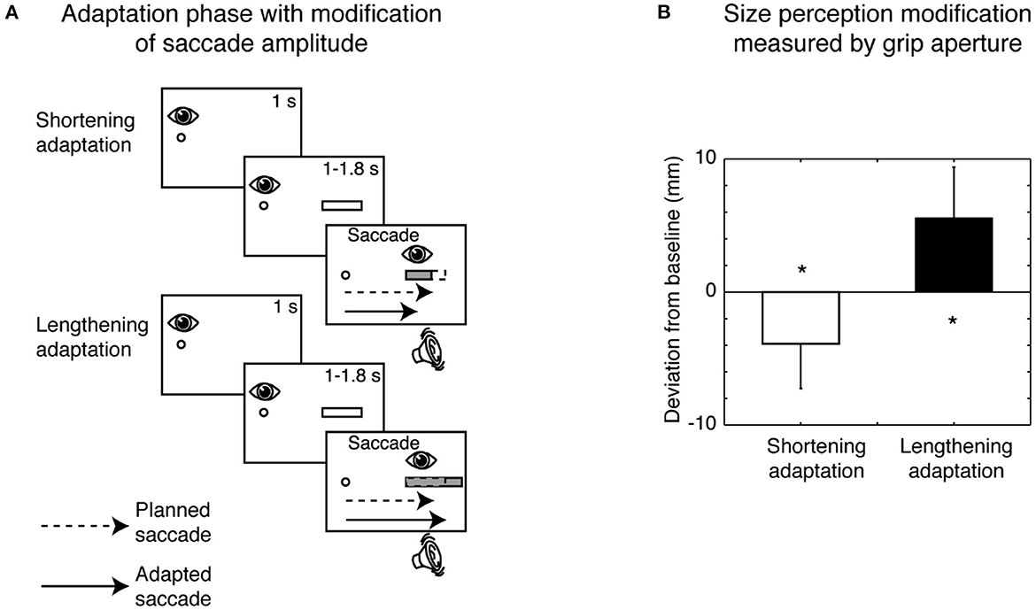 Frontiers The Influence Of Action On Perception Spans Different Effectors