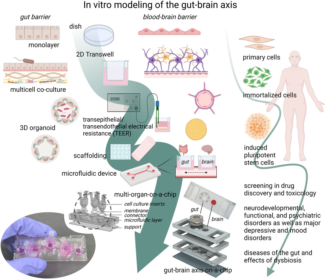 Getting closer to modeling the gut-brain axis using induced pluripotent ... Getting closer to modeling the gut-brain axis using induced pluripotent ...