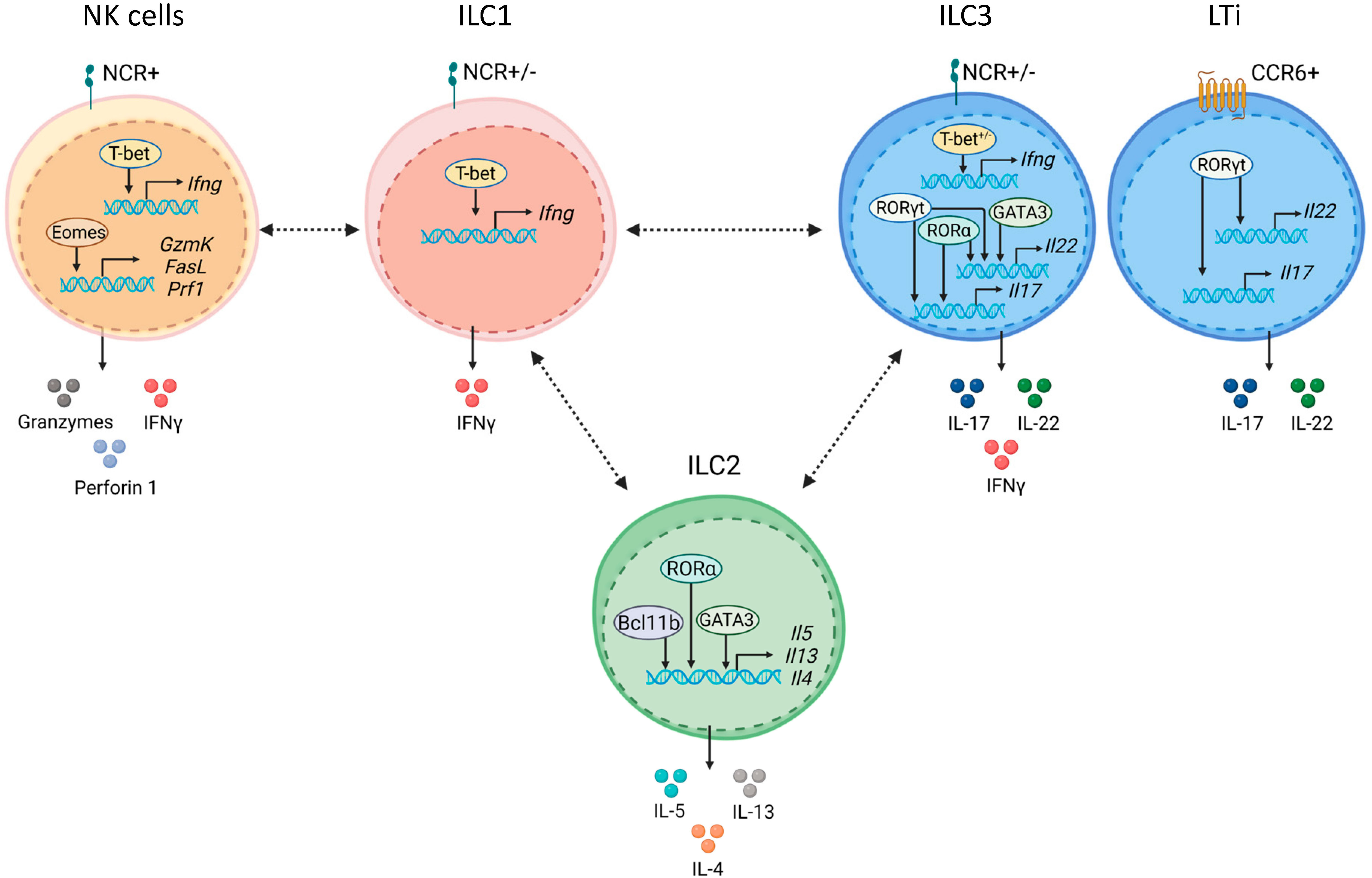 Frontiers Transcriptional Control Of ILC Identity