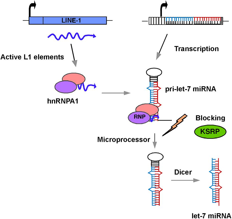 Frontiers Line 1 Retrotransposons And Let 7 Mirna Partners In The