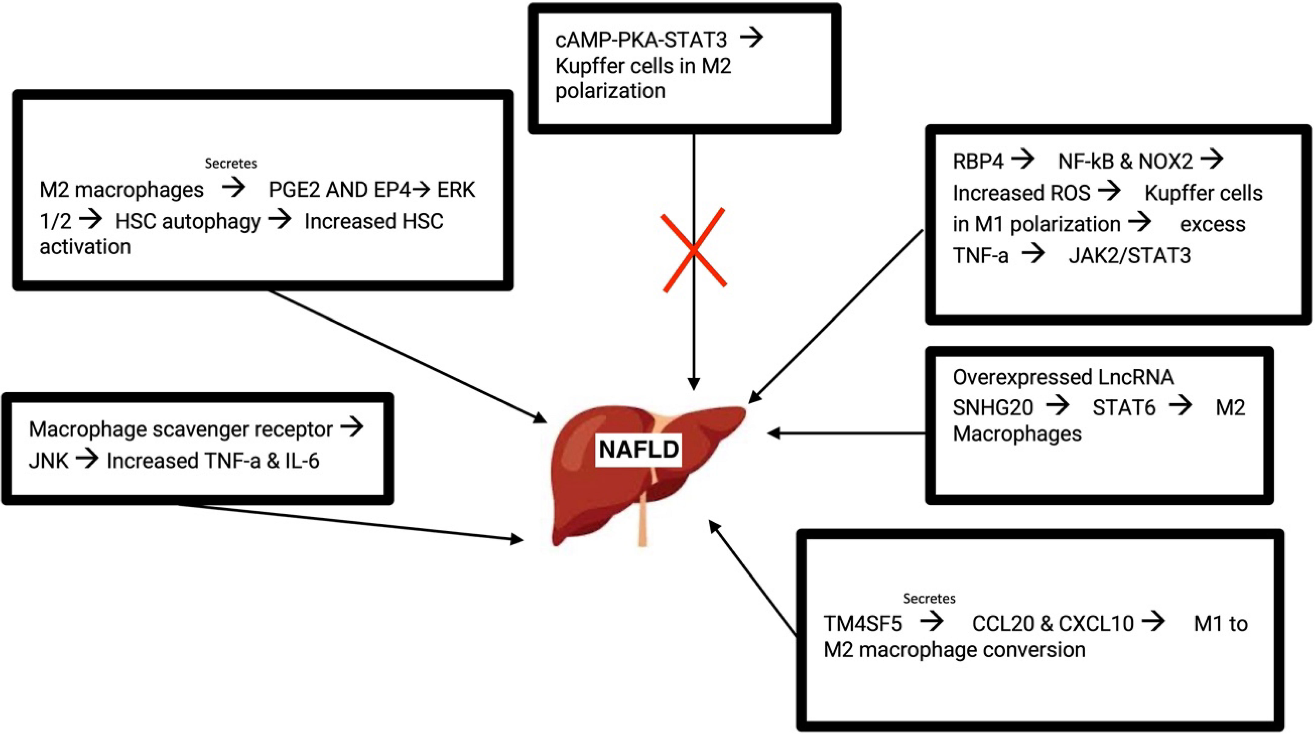 Major Roles Of Kupffer Cells And Macrophages In Nafld Development