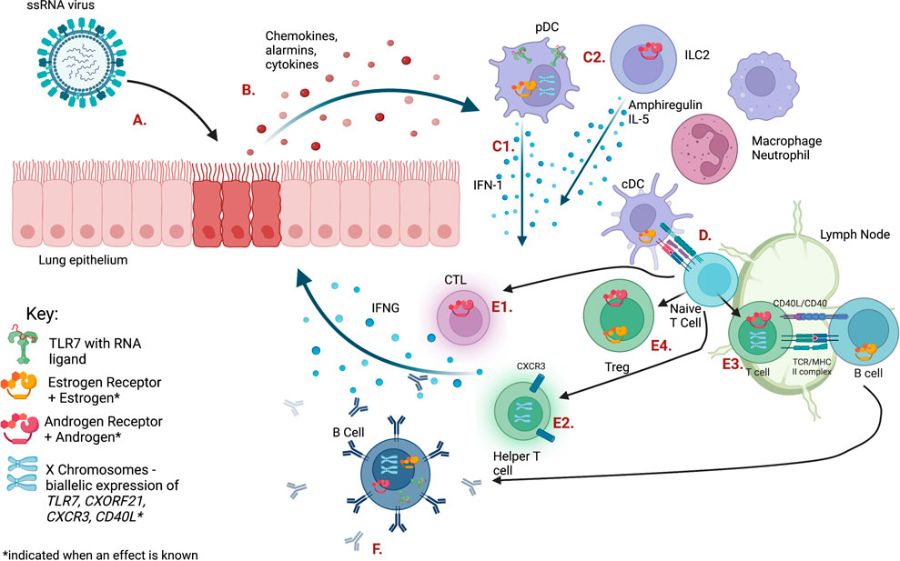 Frontiers Sex Chromosome Complement And Sex Steroid Signaling