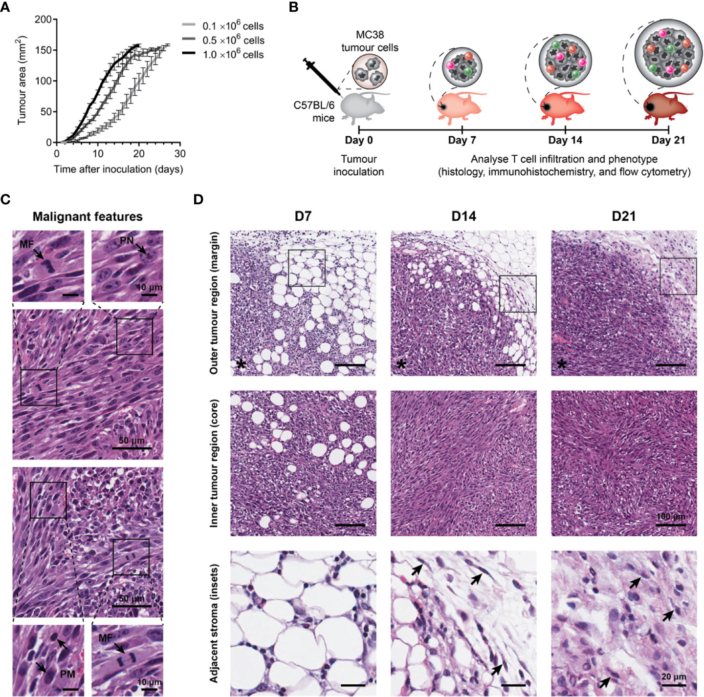 Frontiers | Late-stage MC38 tumours recapitulate features of human colorectal cancer ...