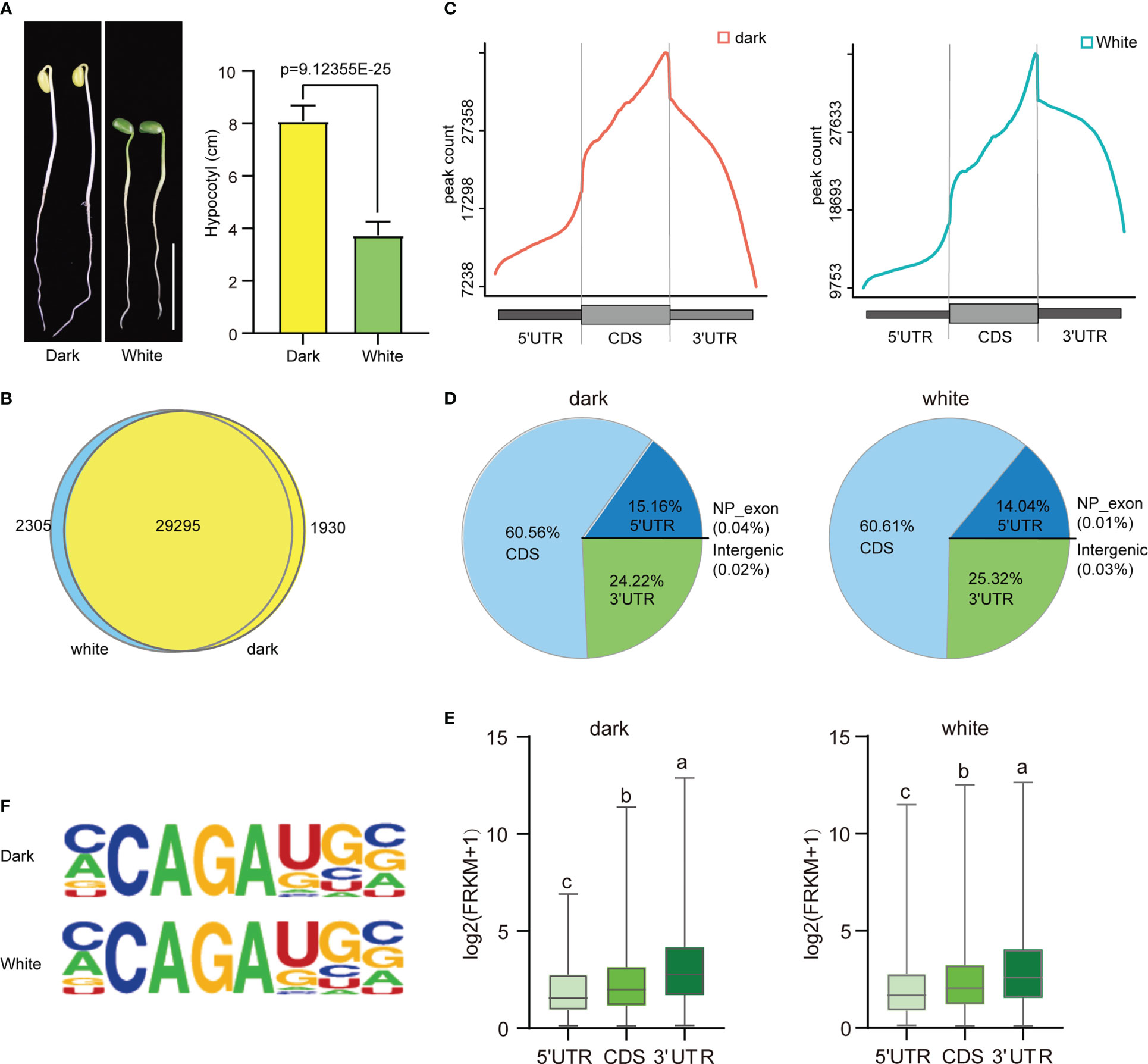 Frontiers N6 Methyladenosine Mrna Methylation Is Important For The