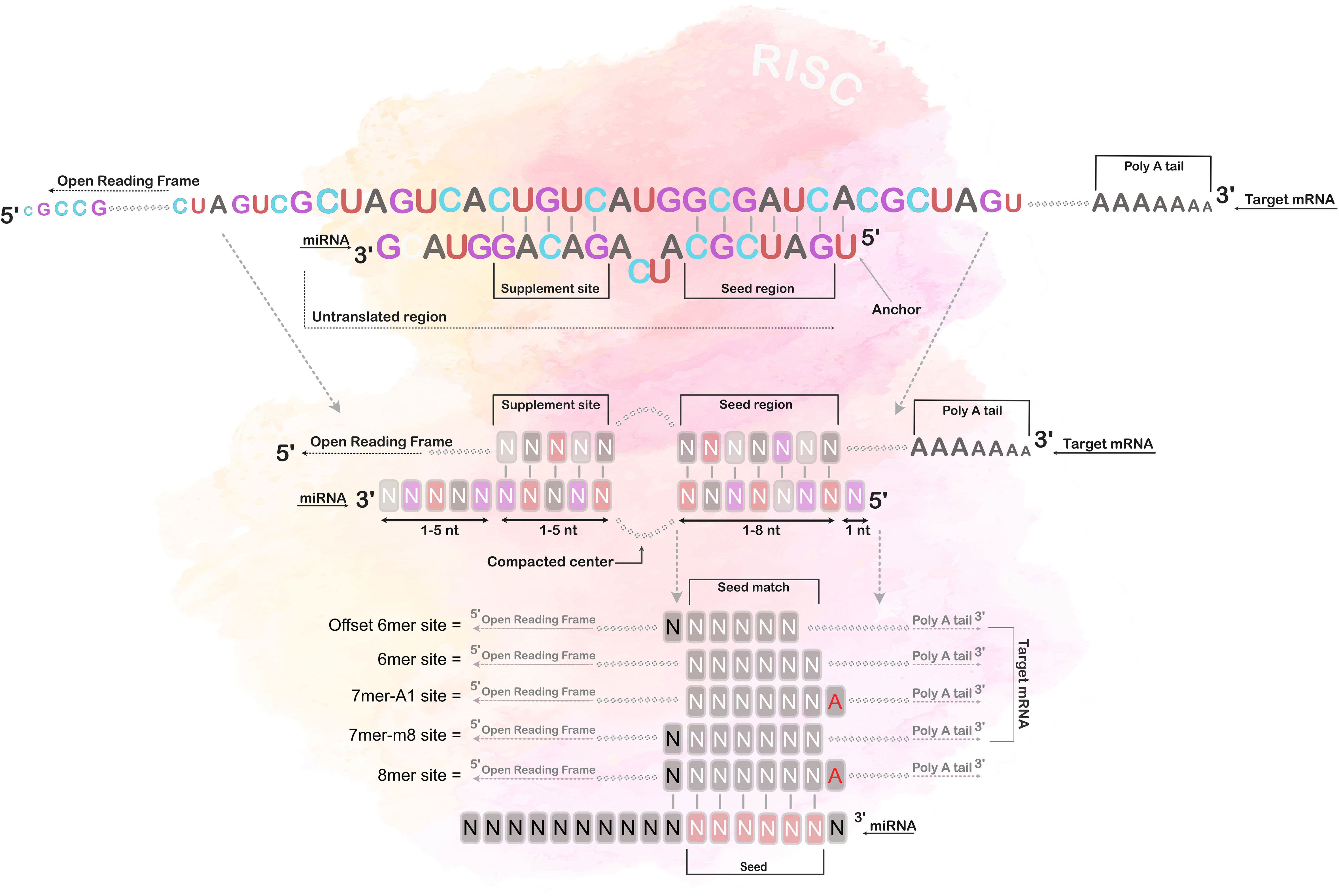 Frontiers Breast Milk Micrornas Potential Players In Oral Tolerance