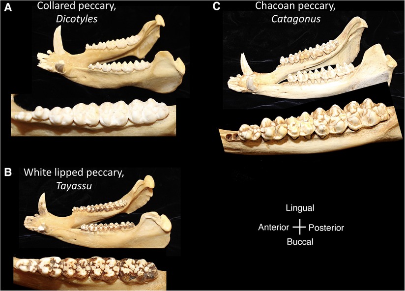 Frontiers | Mammalian dental diversity: an evolutionary template for ... Frontiers | Mammalian dental diversity: an evolutionary template for ...