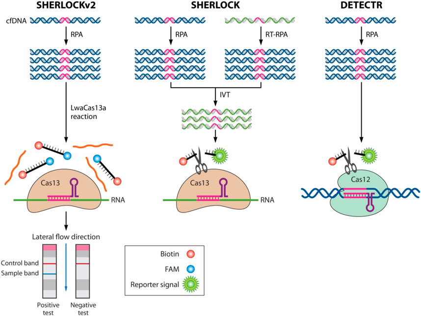 Frontiers Crispr Cas Technology A Key Approach For Sars Cov 2 Detection