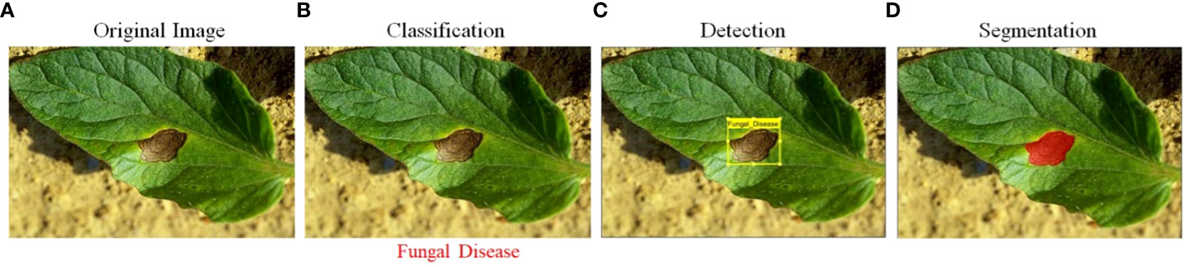 Frontiers An Advanced Deep Learning Models Based Plant Disease