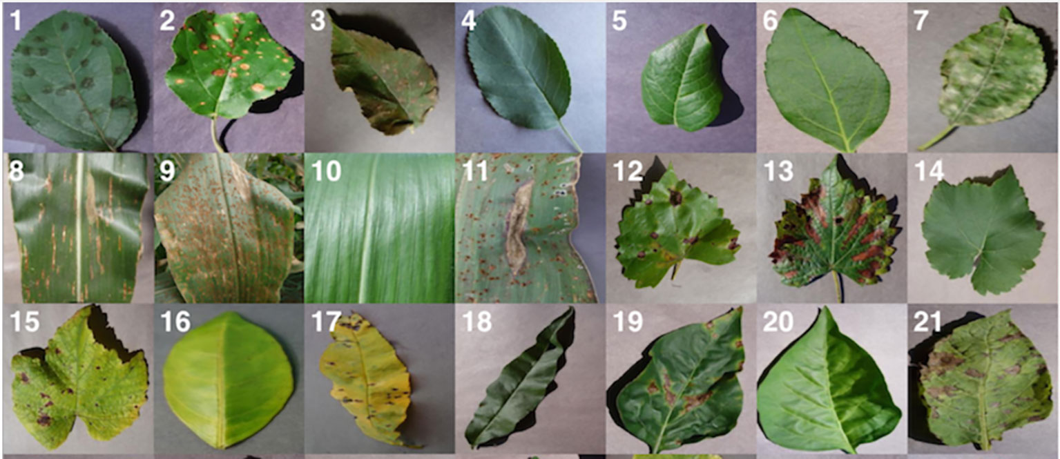 Frontiers | An advanced deep learning models-based plant disease ...