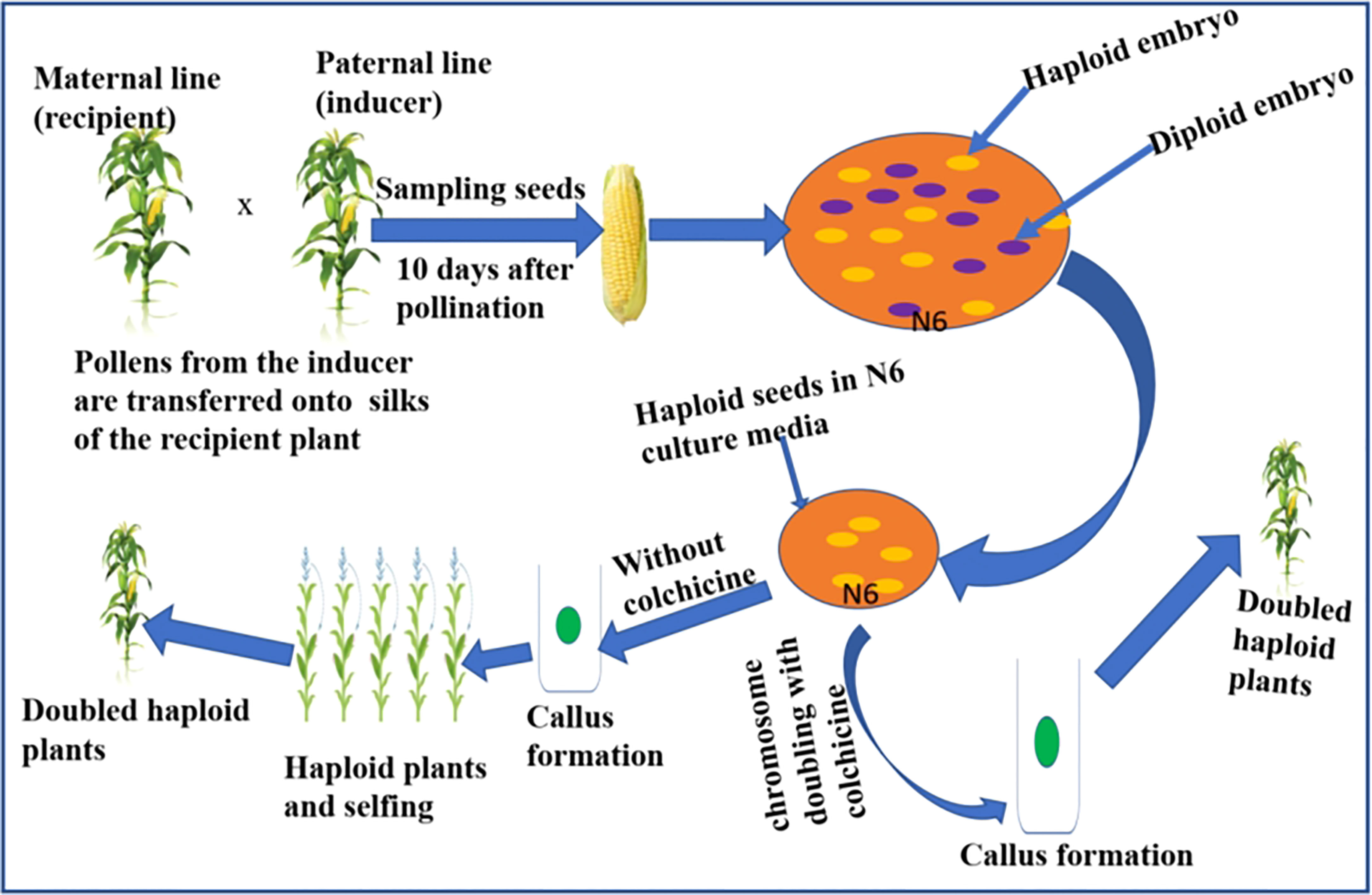 Frontiers | Genetic resources and breeding of maize for Striga resistance: a review