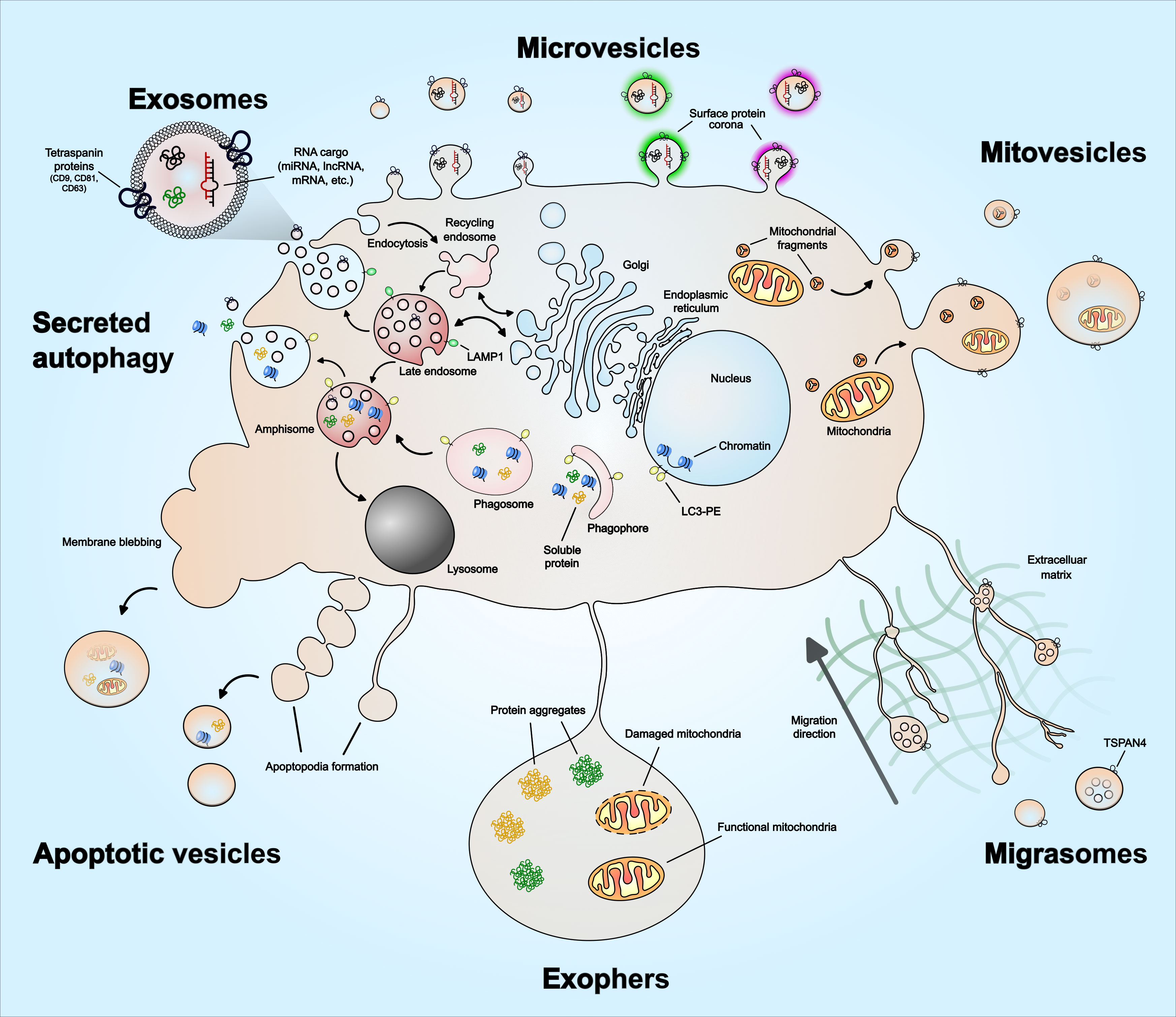Frontiers Emerging Diversity In Extracellular Vesicles And Their