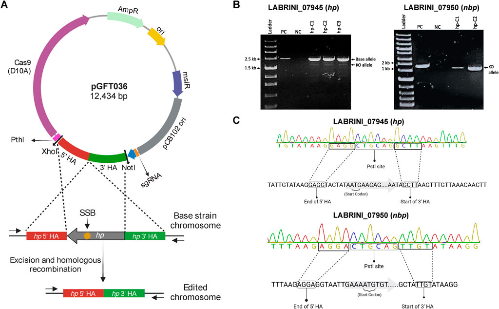 Frontiers | Deletion of genes linked to the C1-fixing gene cluster ...