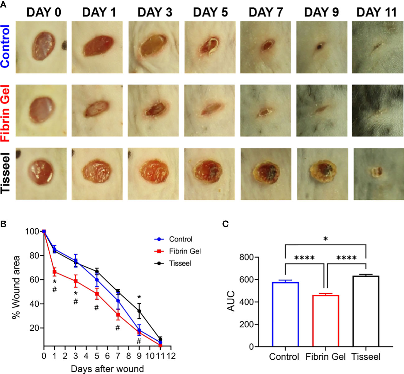 Frontiers Physiological Fibrin Hydrogel Modulates Immune Cells And