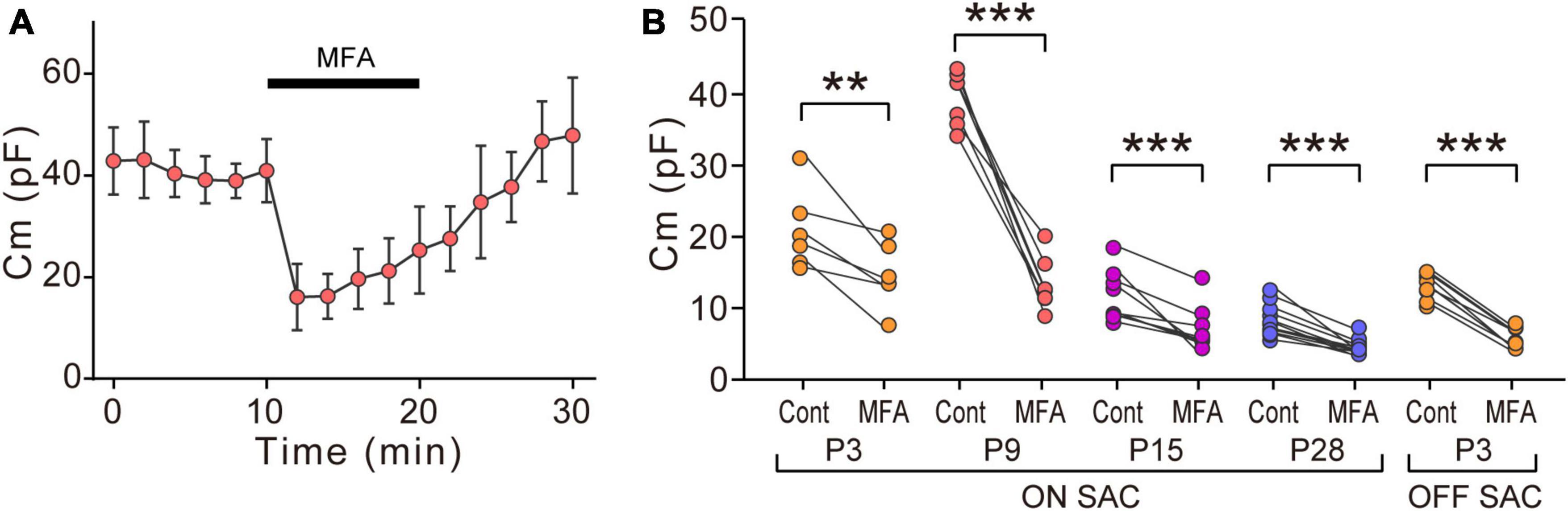 Frontiers Starburst Amacrine Cells Form Gap Junctions In The Early Postnatal Stage Of The 