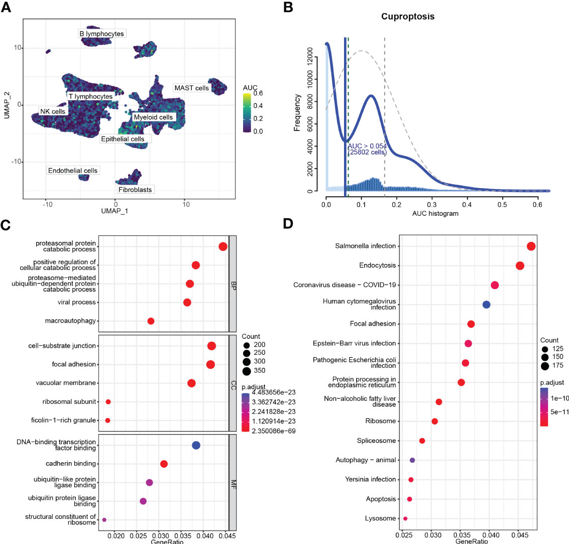 Frontiers Identification And Validation Of A Novel Cuproptosis