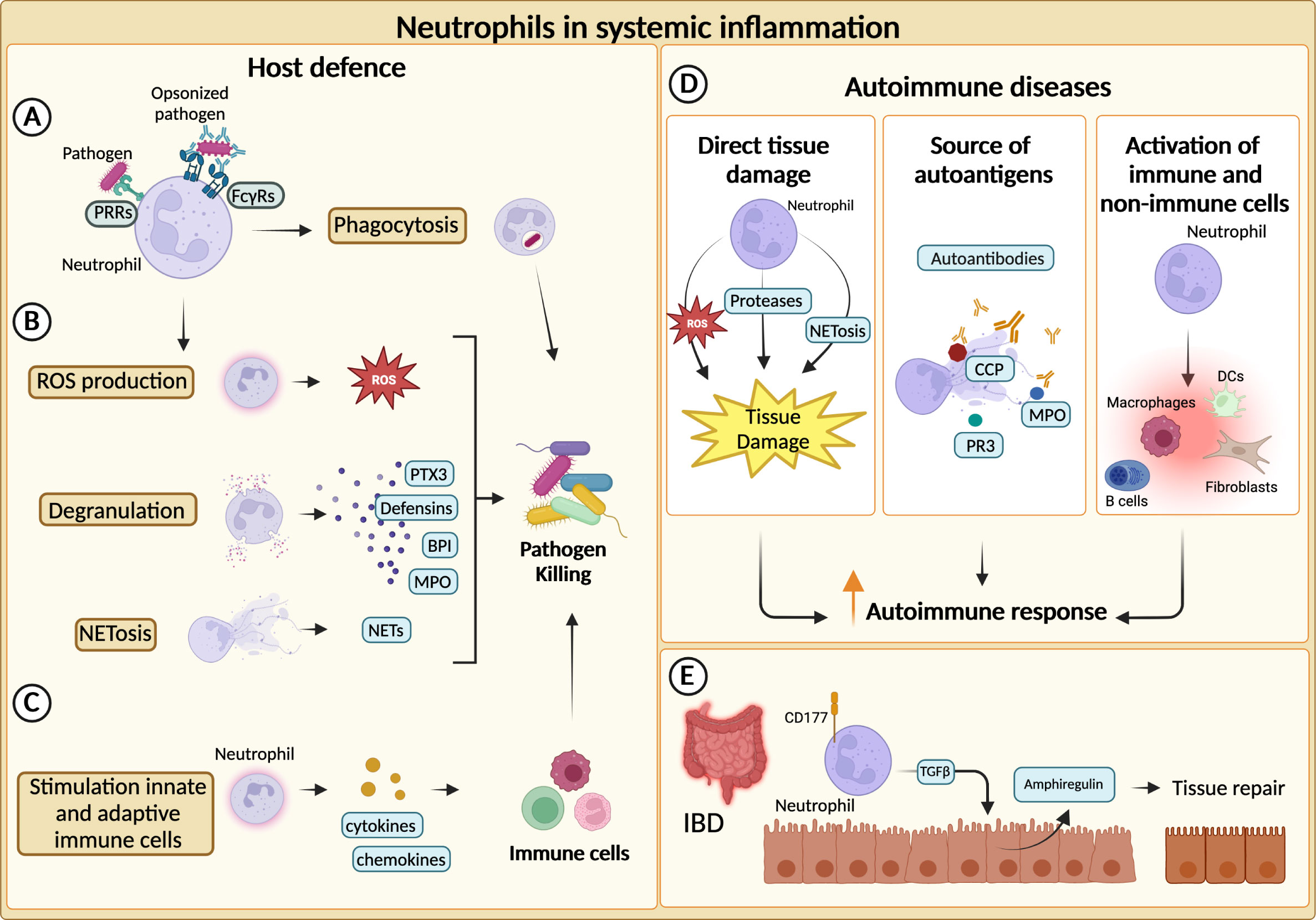 Frontiers | Neutrophil diversity in inflammation and cancer