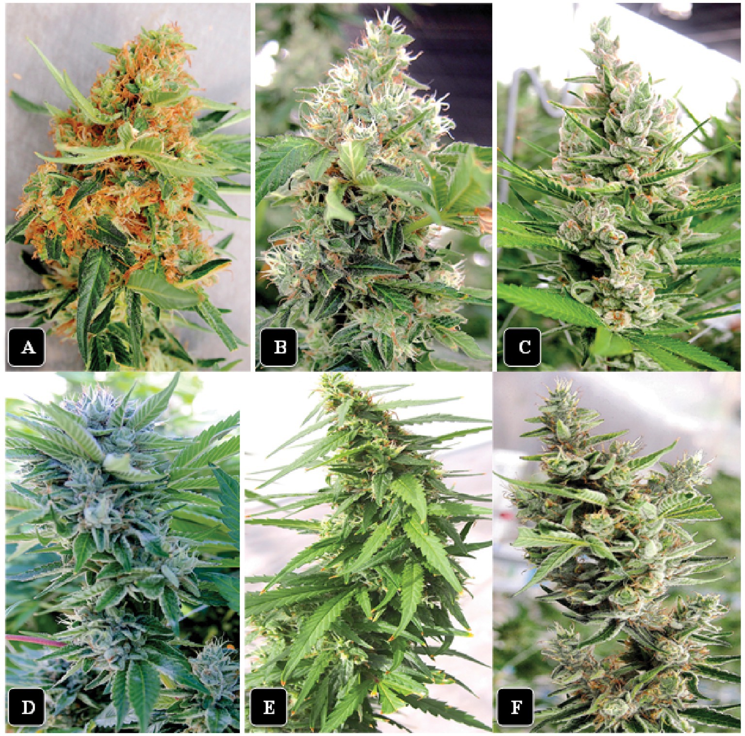 Frontiers Total Yeast And Mold Levels In High THC containing Cannabis Frontiers Total Yeast And Mold Levels In High THC containing Cannabis