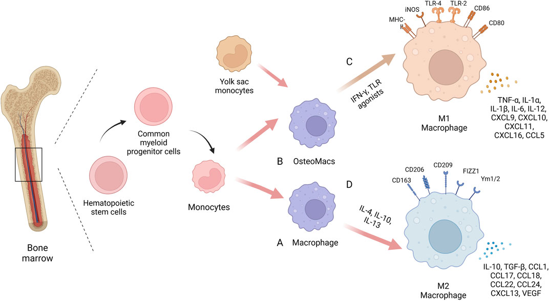 Macrophages—bone marrow mesenchymal stem cells crosstalk in bone ... Macrophages—bone marrow mesenchymal stem cells crosstalk in bone ...
