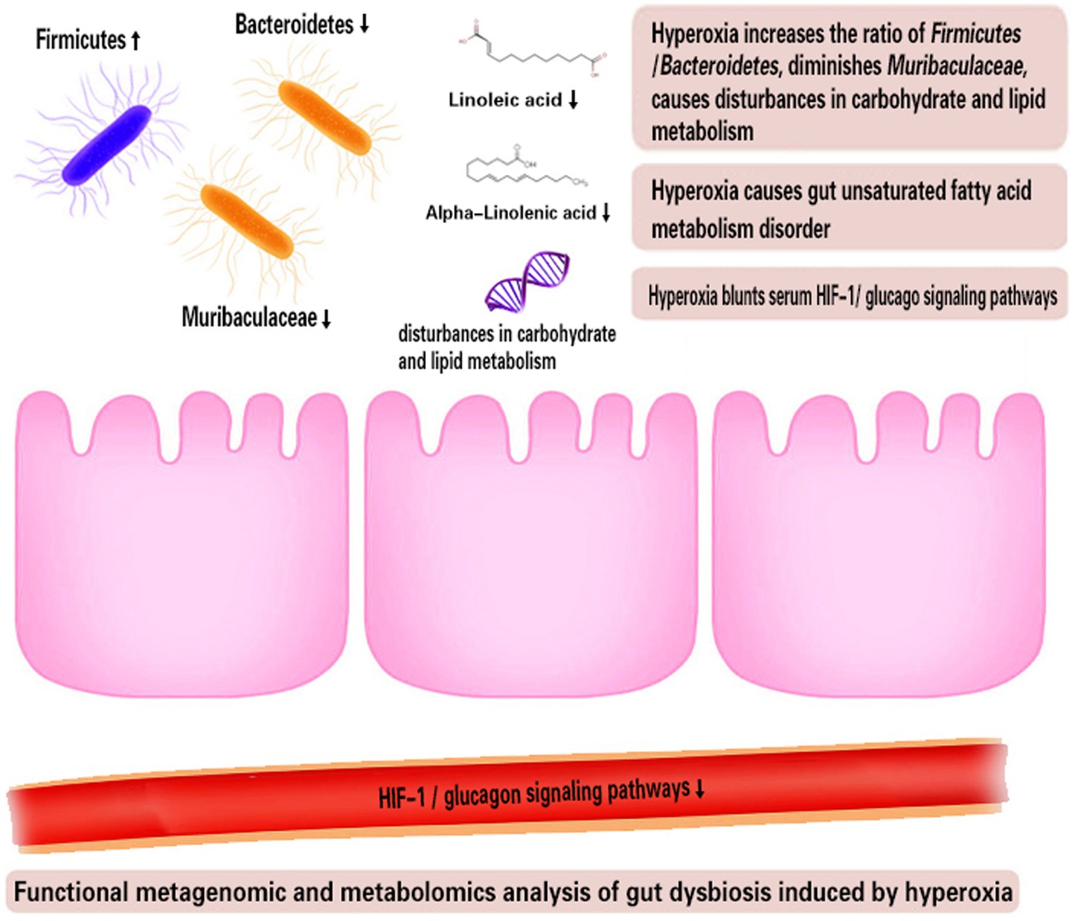 Frontiers | Functional metagenomic and metabolomics analysis of gut dysbiosis induced by hyperoxia