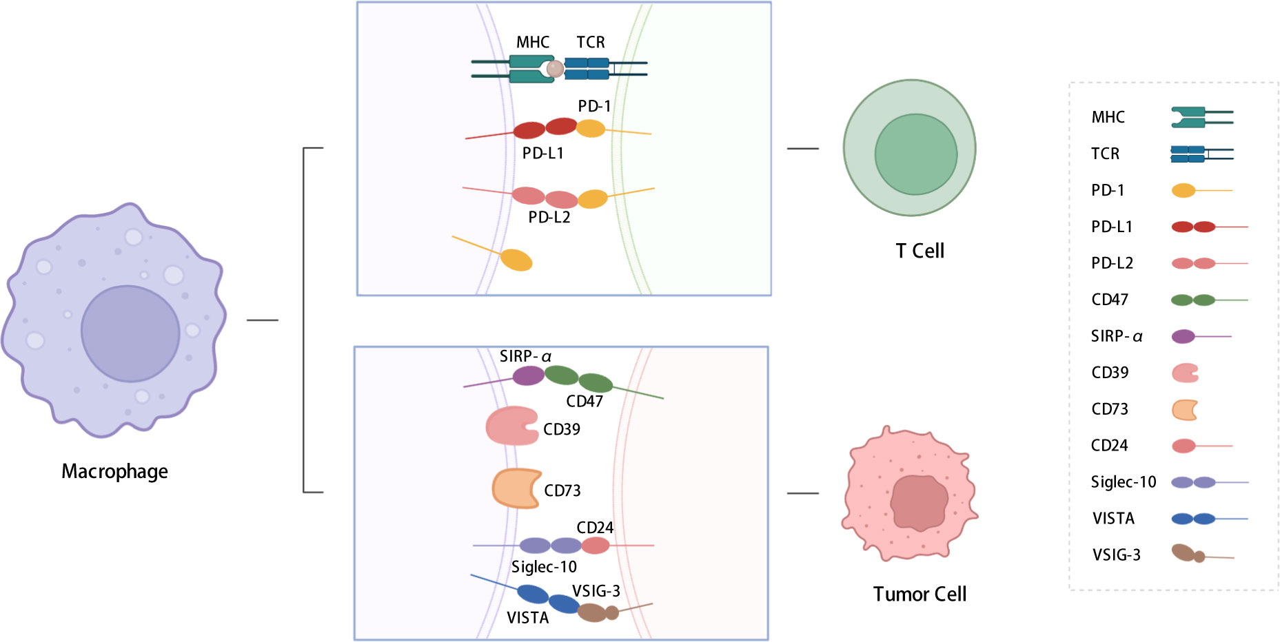 Targeting immune checkpoints on tumor-associated macrophages in tumor ... Targeting immune checkpoints on tumor-associated macrophages in tumor ...