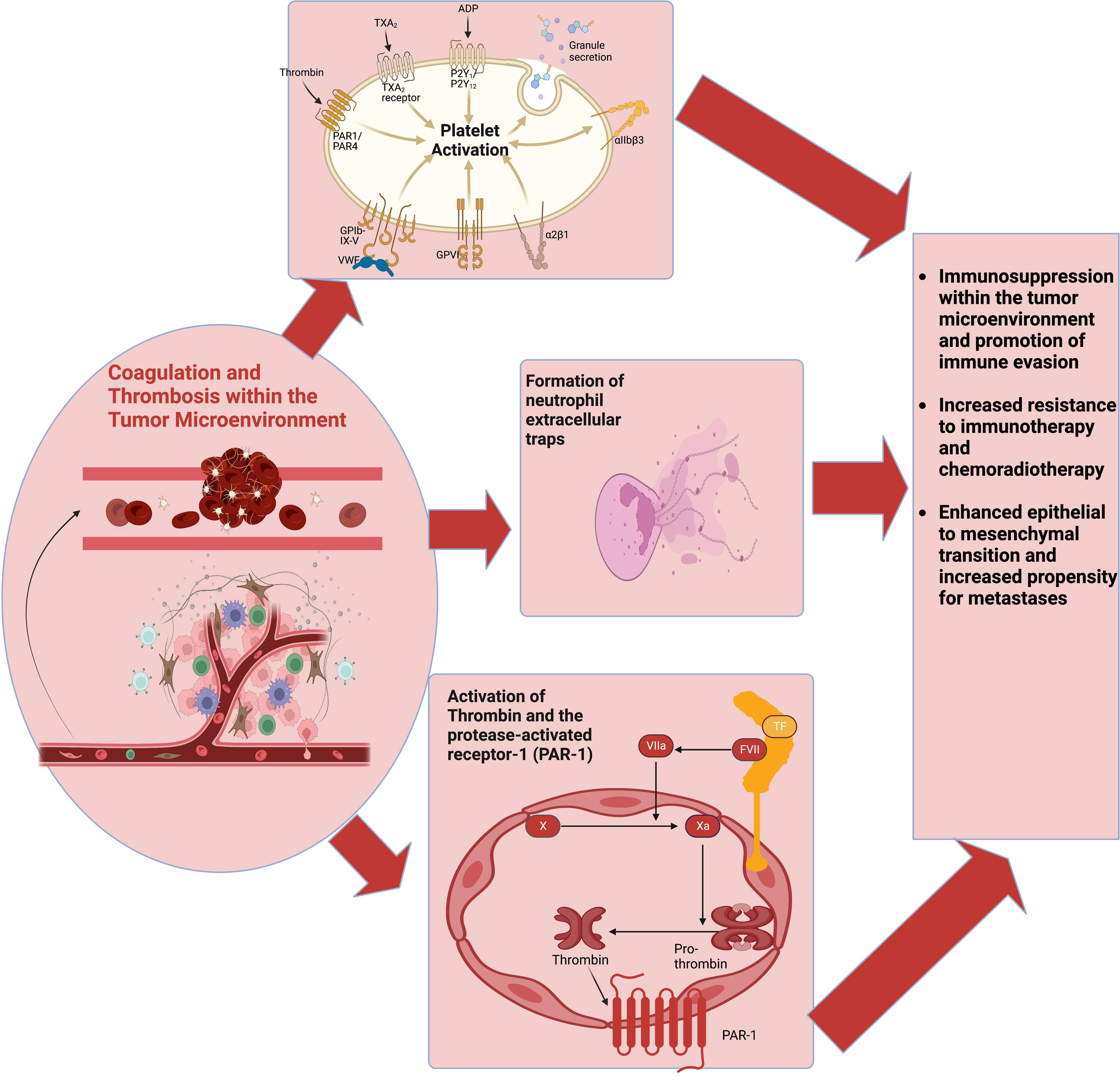 Frontiers | Reprogramming the immunosuppressive tumor microenvironment: exploiting angiogenesis ...